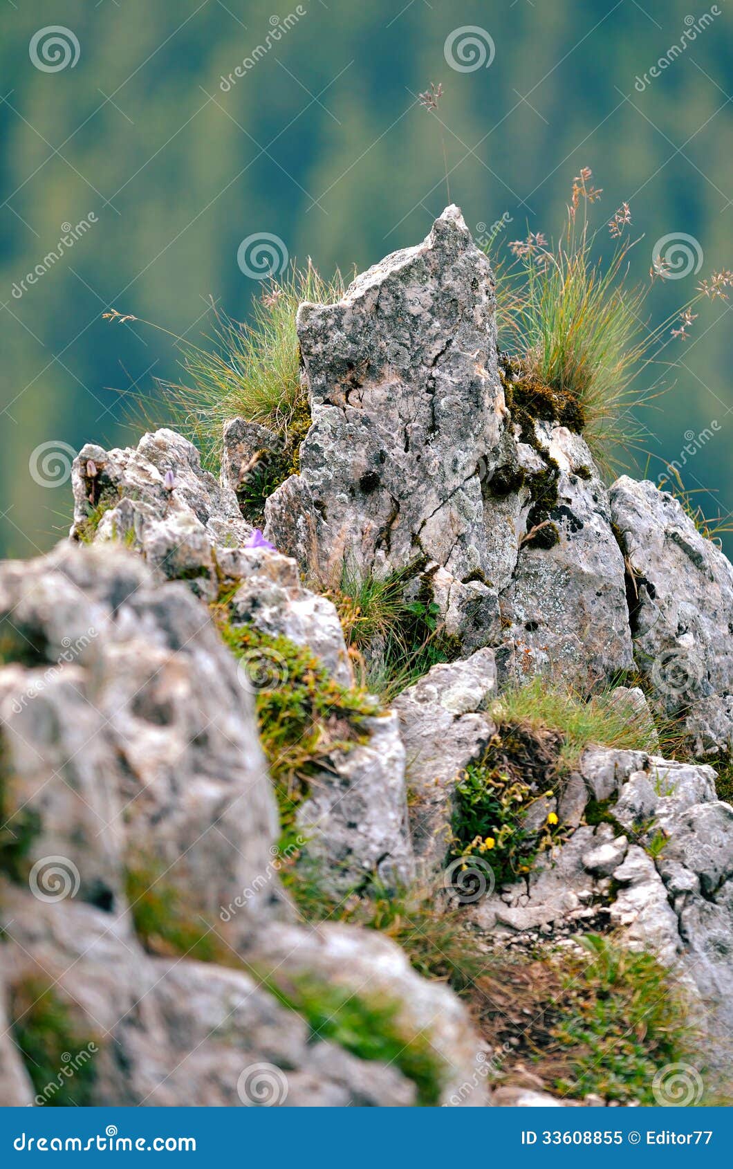 Mountain Vegetation on the Cliff Stock Image - Image of nature, details ...