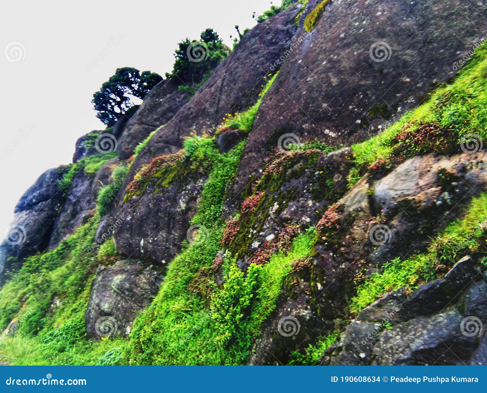 Mountain Vegetation with Grass and Rocks Stock Photo - Image of jpeg ...