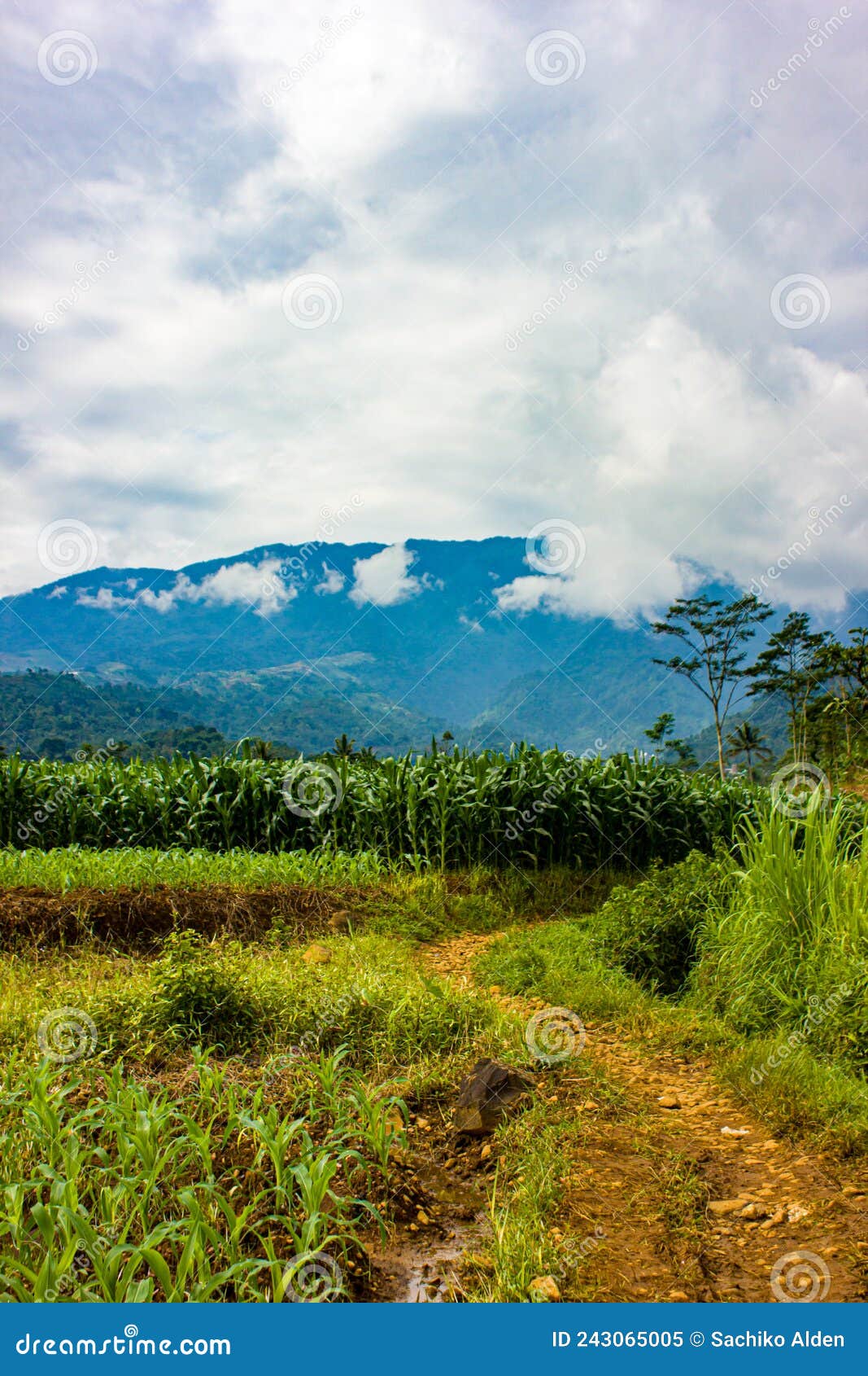 Mountain View in Batang City - MT. Ungaran Stock Image - Image of ...