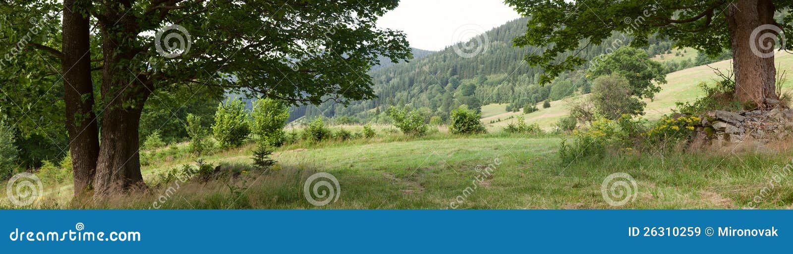 Mountain View with Big Tree Stock Image - Image of nature, forest: 26310259