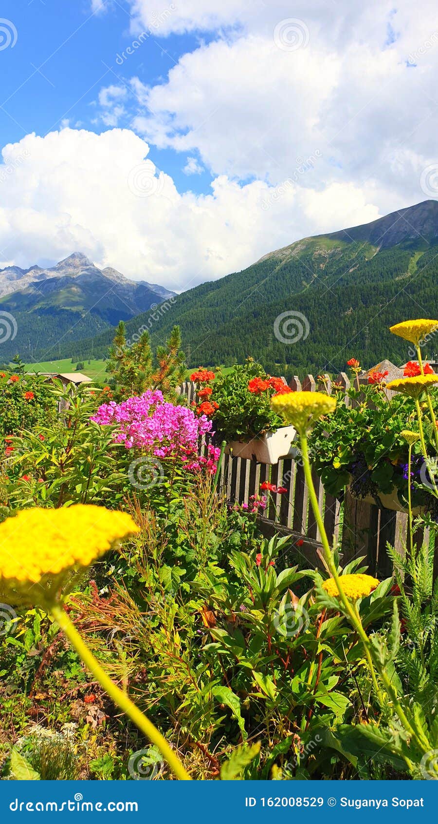 The Mountain View with Flowers Stock Image - Image of flowers, view ...