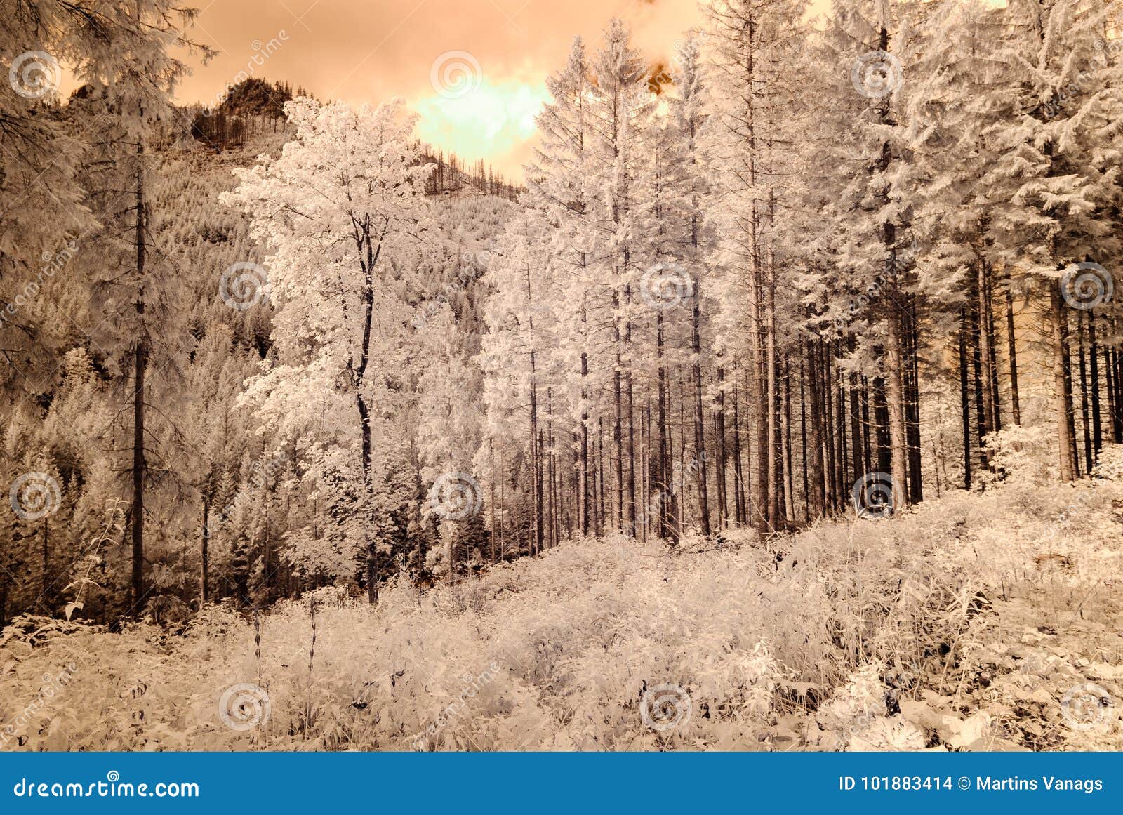 Mountain View from Forest. Infrared Image Stock Photo - Image of ...