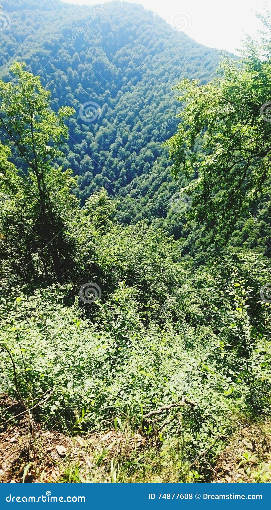 Mountain view stock photo. Image of forest, green, view - 74877608