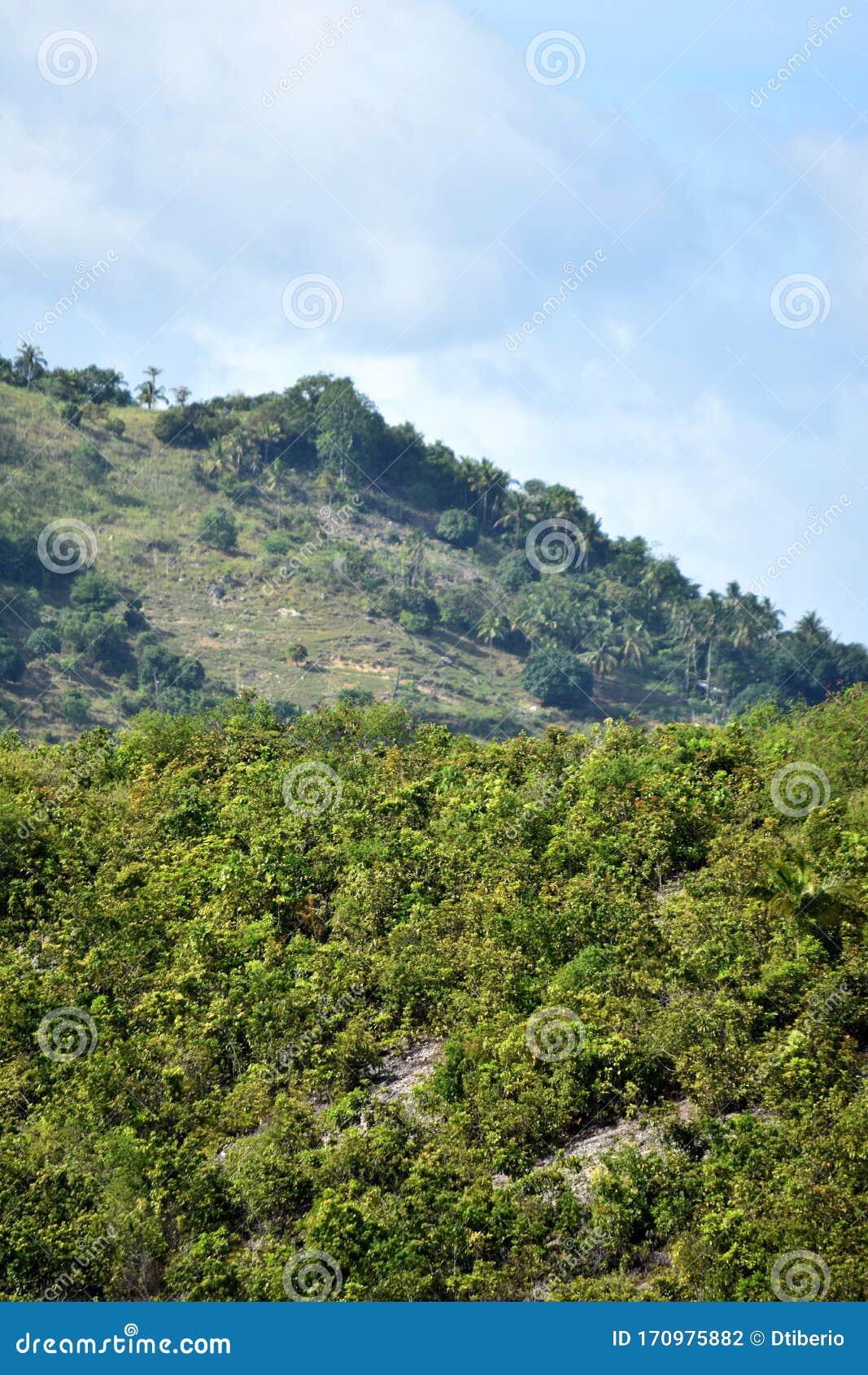 A Mountain View Forest and Sky Stock Photo - Image of trees, summit ...