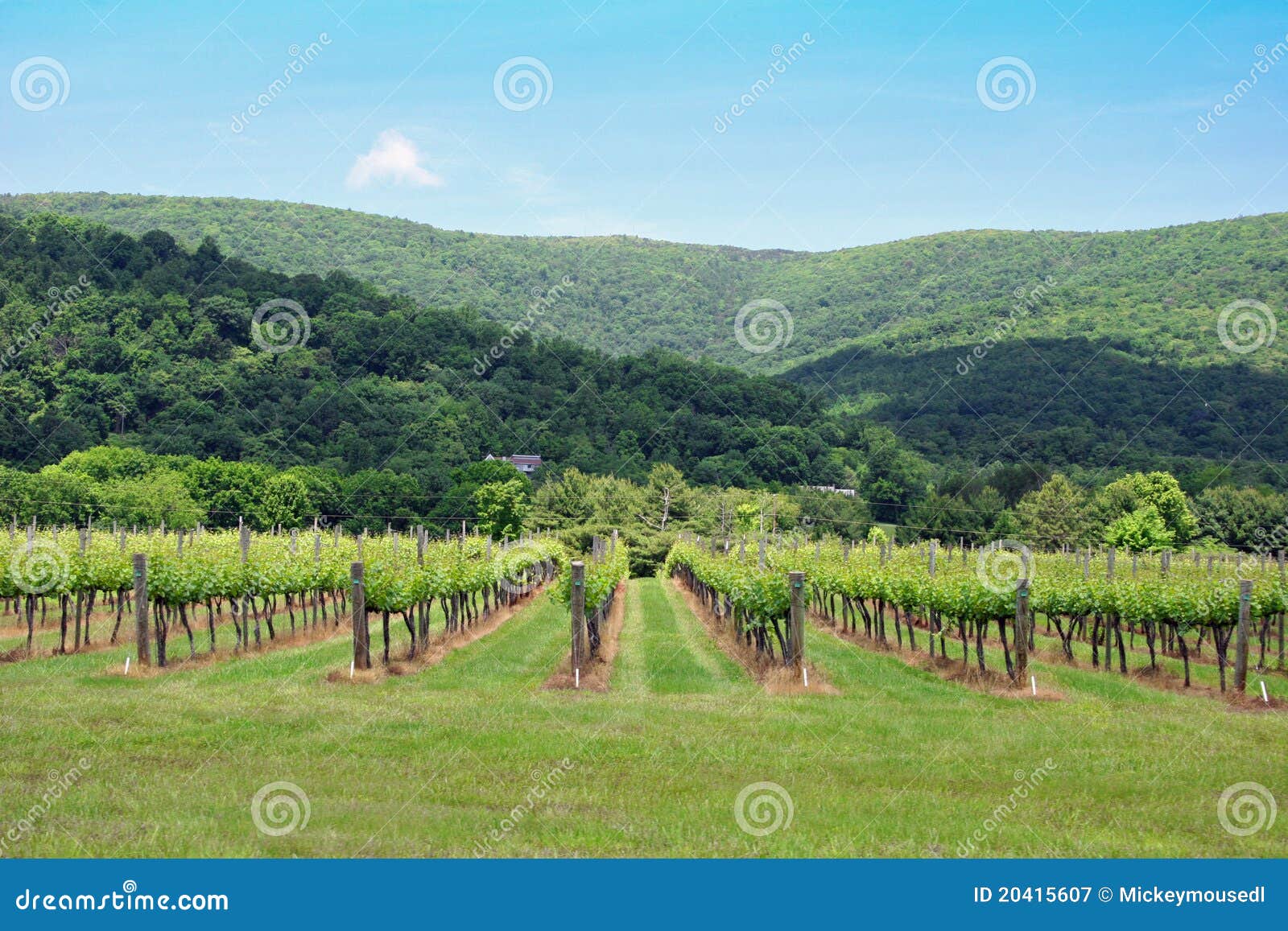 Mountain View of Grape Trees Stock Image - Image of mountainside, blue ...