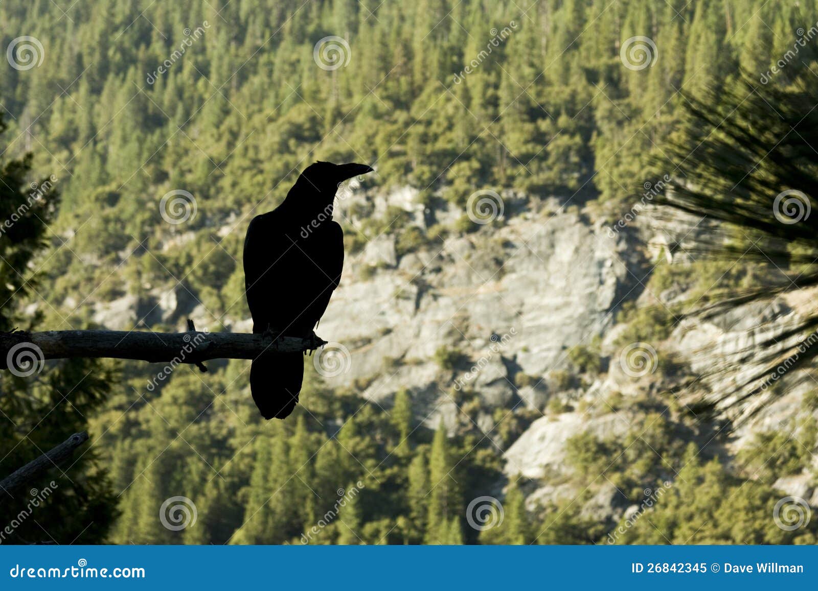 Mountain view raven stock image. Image of bird, forest - 26842345