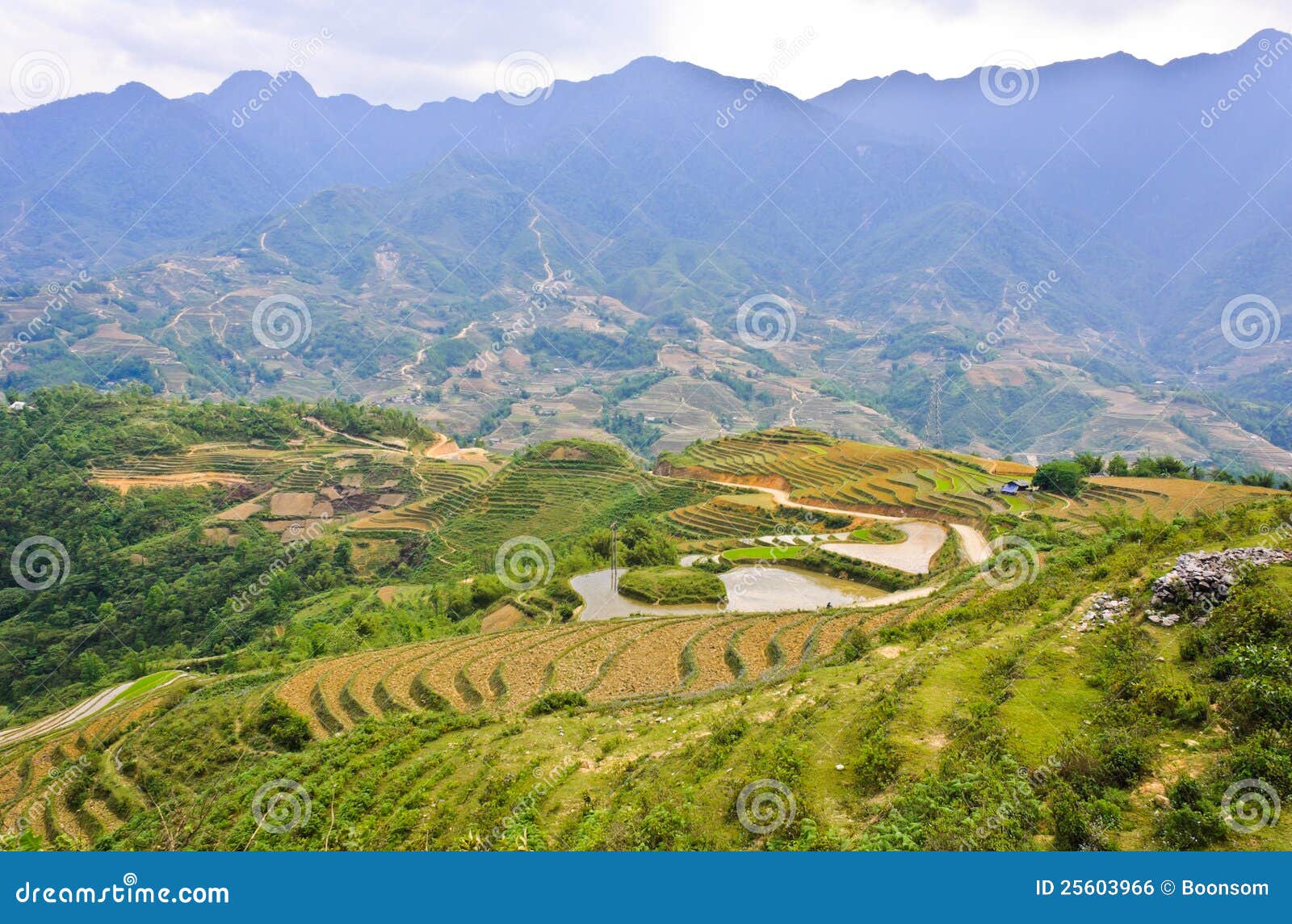 Mountain View of Rice Crops Stock Photo - Image of outdoor, sapa: 25603966