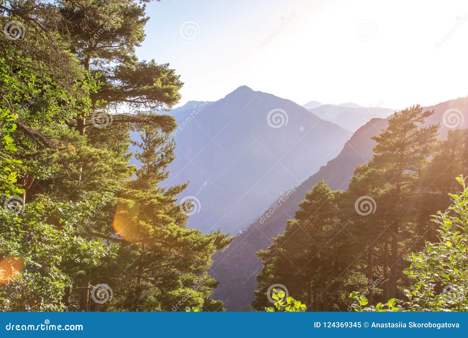Mountain View at Sunset. Pine Forest Stock Image - Image of rock ...