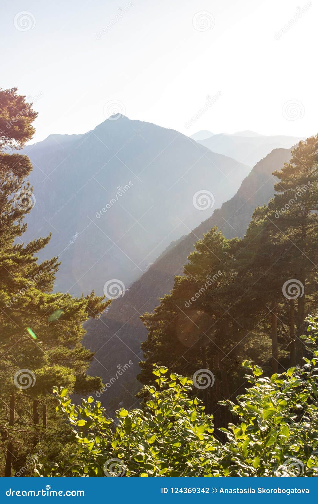 Mountain View at Sunset. Pine Forest Stock Photo - Image of andorra ...