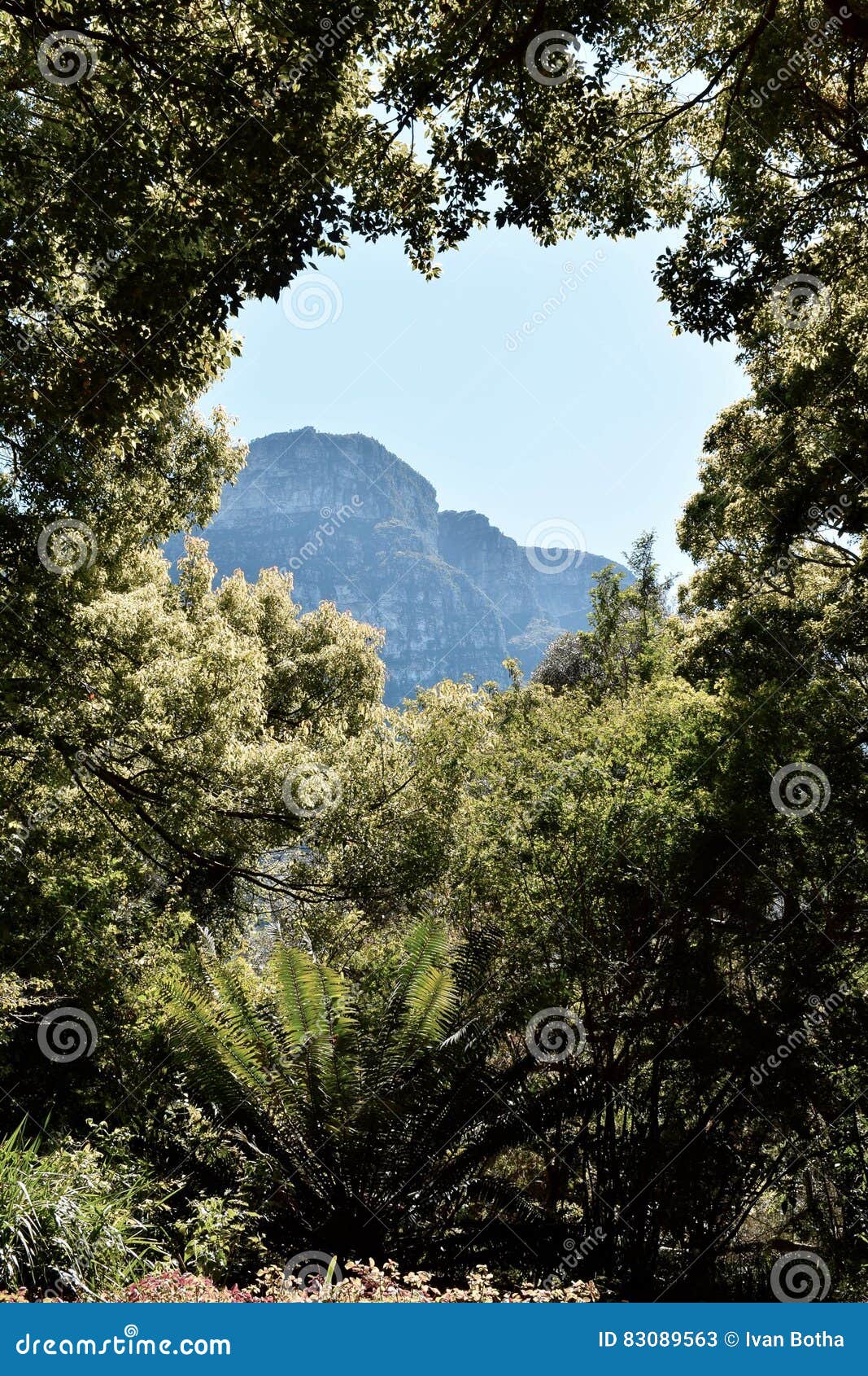 Mountain View through the Trees Stock Image - Image of travel, nature ...