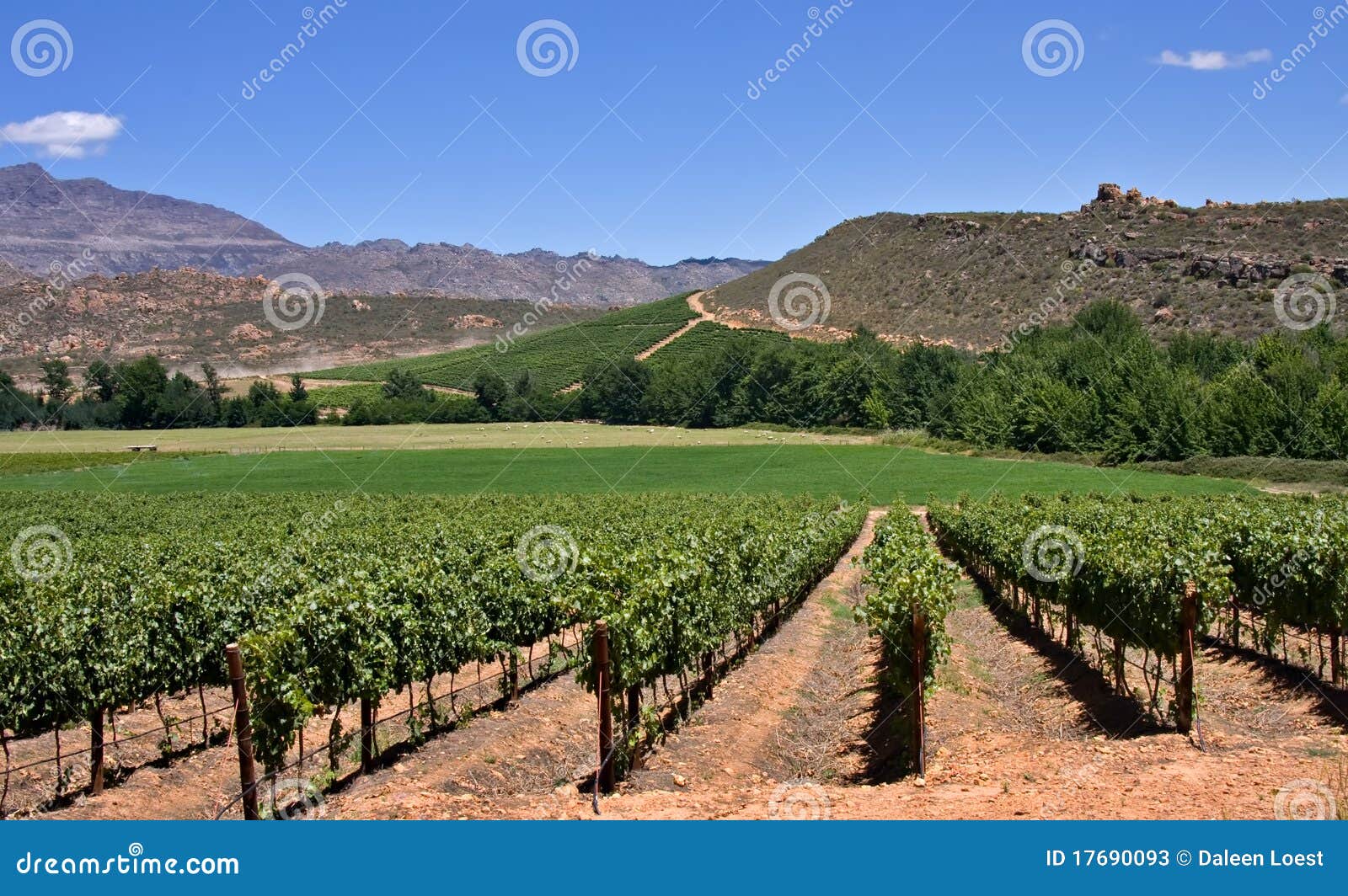 Mountain vineyards stock image. Image of crop, rural - 17690093