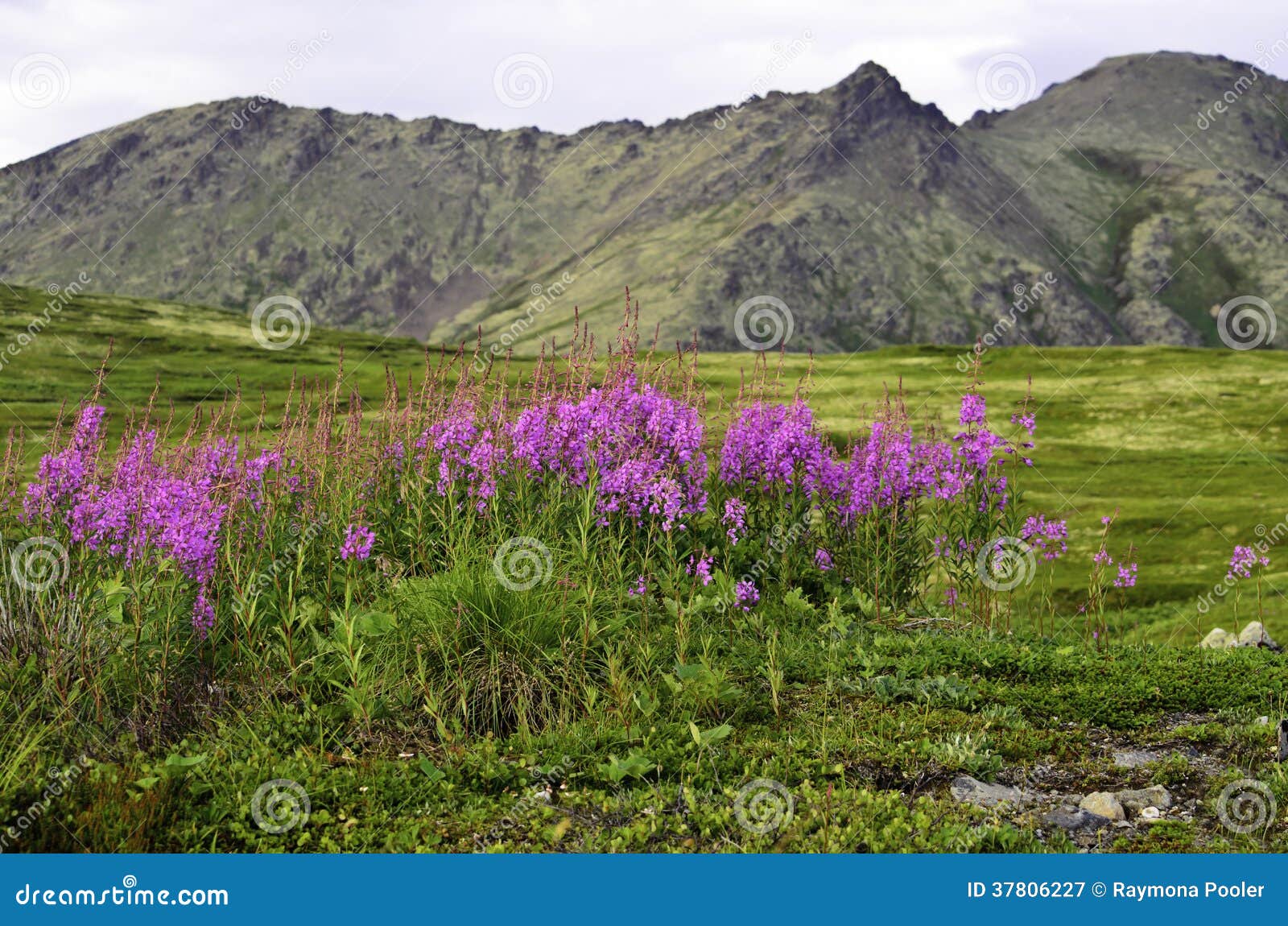 Mountain wild flowers stock image. Image of colorful - 37806227