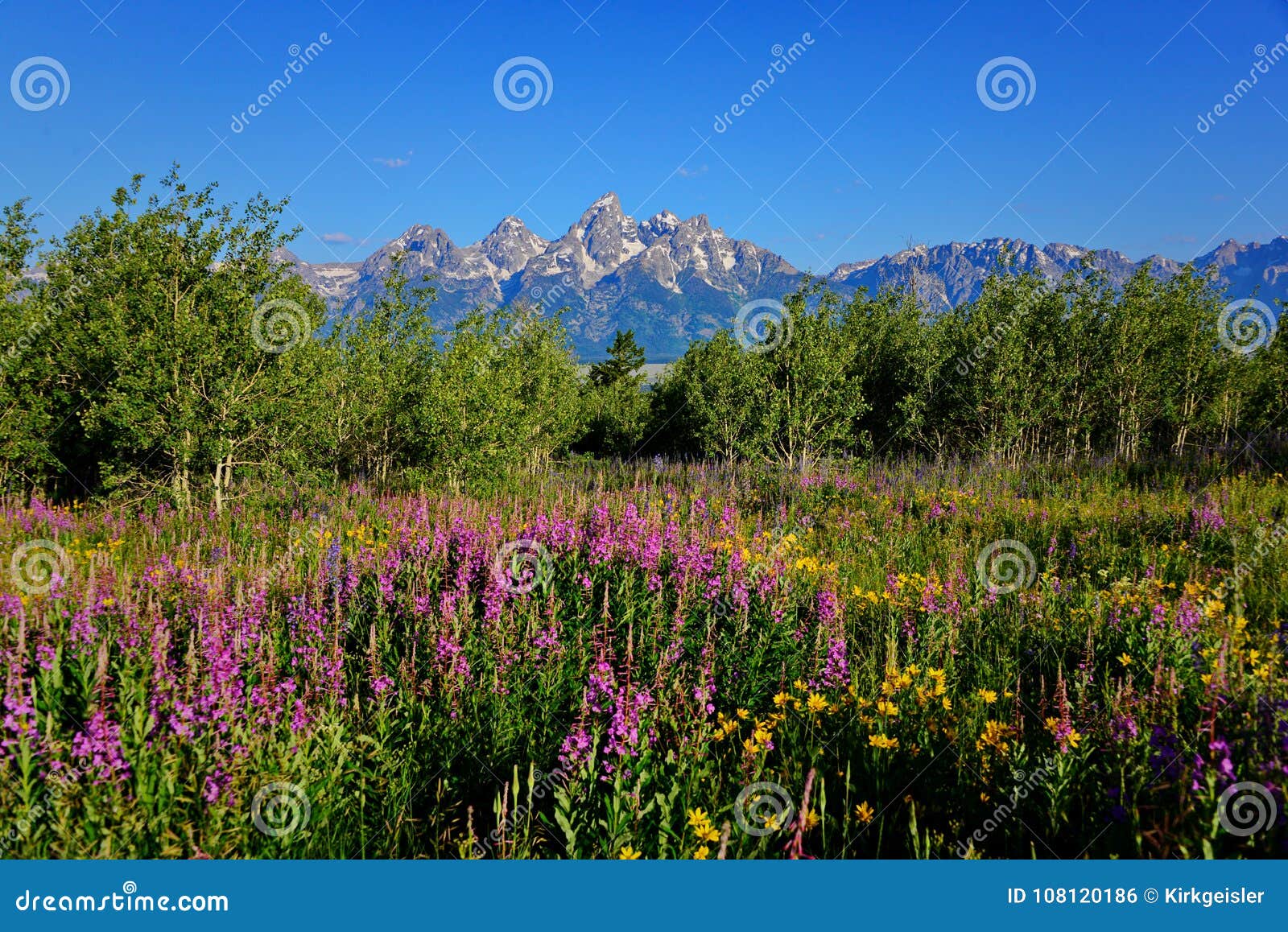 Mountain Wild Flowers with the Grand Tetons Mountain Range in the Back ...