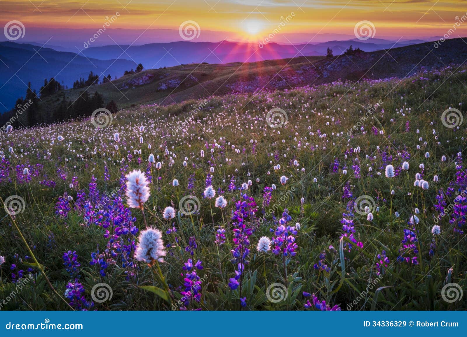 Mountain Wildflowers Backlit by Sunset Stock Image - Image of alpine ...