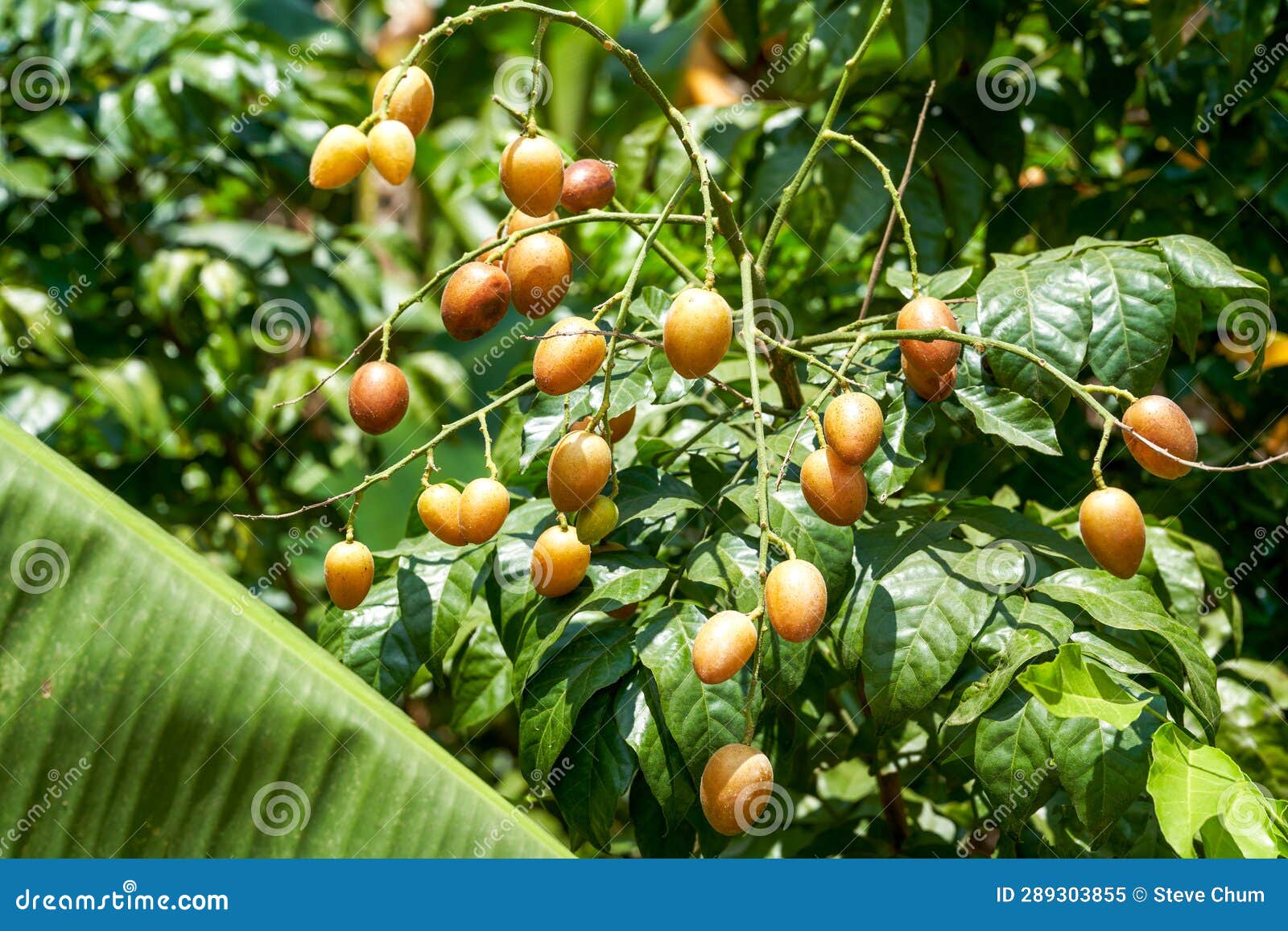 Mountain Yellow Bark Fruit Tree Planted in Wild Orchard Stock Image ...