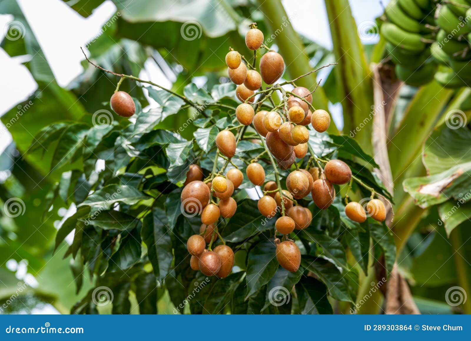 Mountain Yellow Bark Fruit Tree Planted in Wild Orchard Stock Photo ...