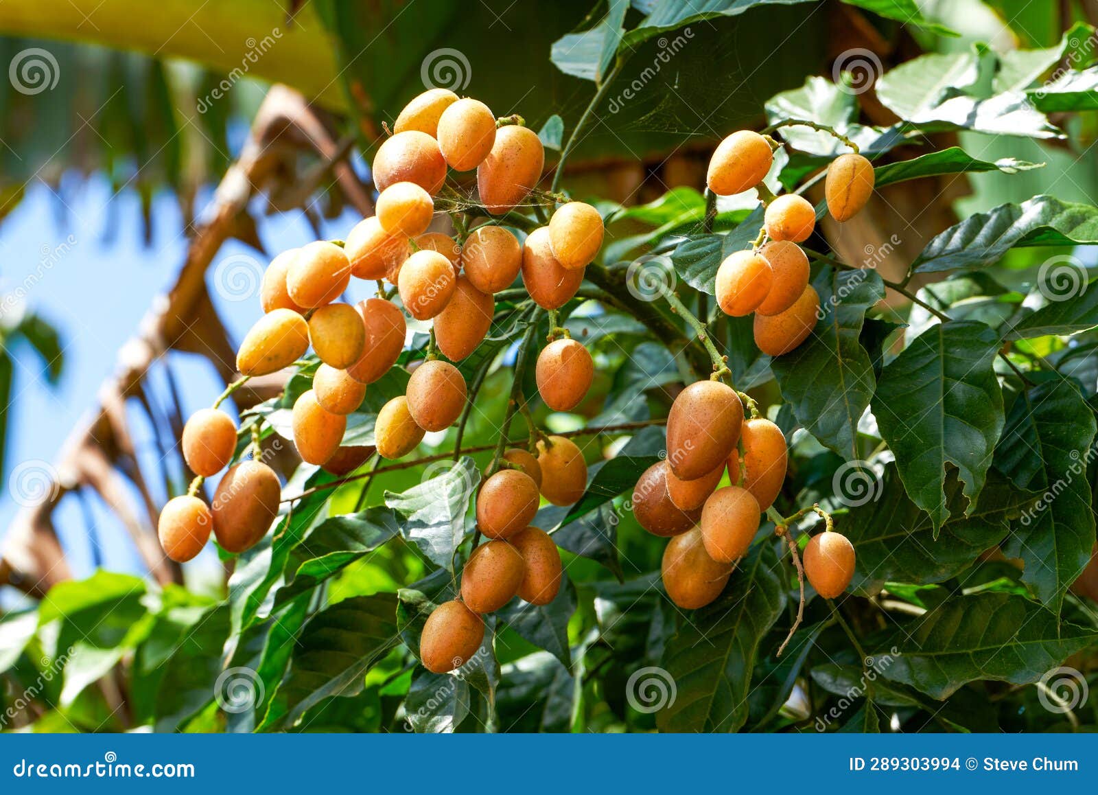 Mountain Yellow Bark Fruit Tree Planted in Wild Orchard Stock Photo ...