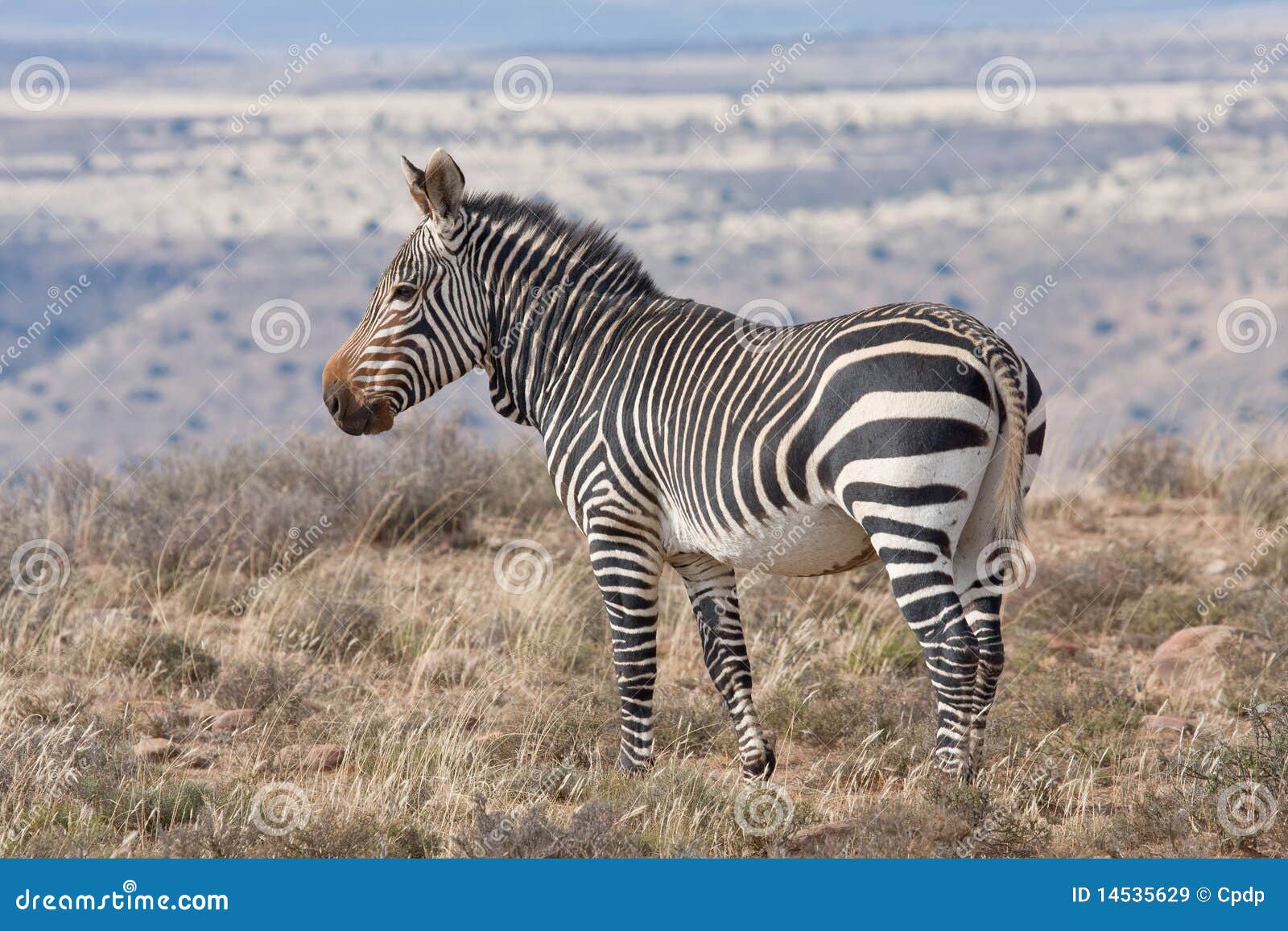 Mountain Zebra stock image. Image of landscape, stripe - 14535629