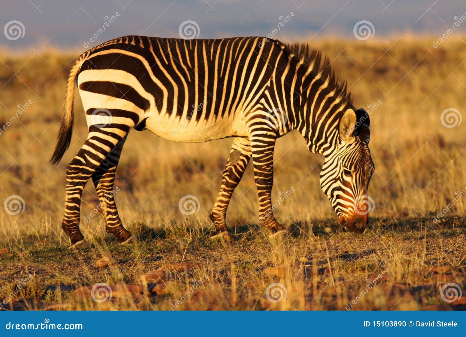 Mountain Zebra stock photo. Image of herd, national, ecology - 15103890