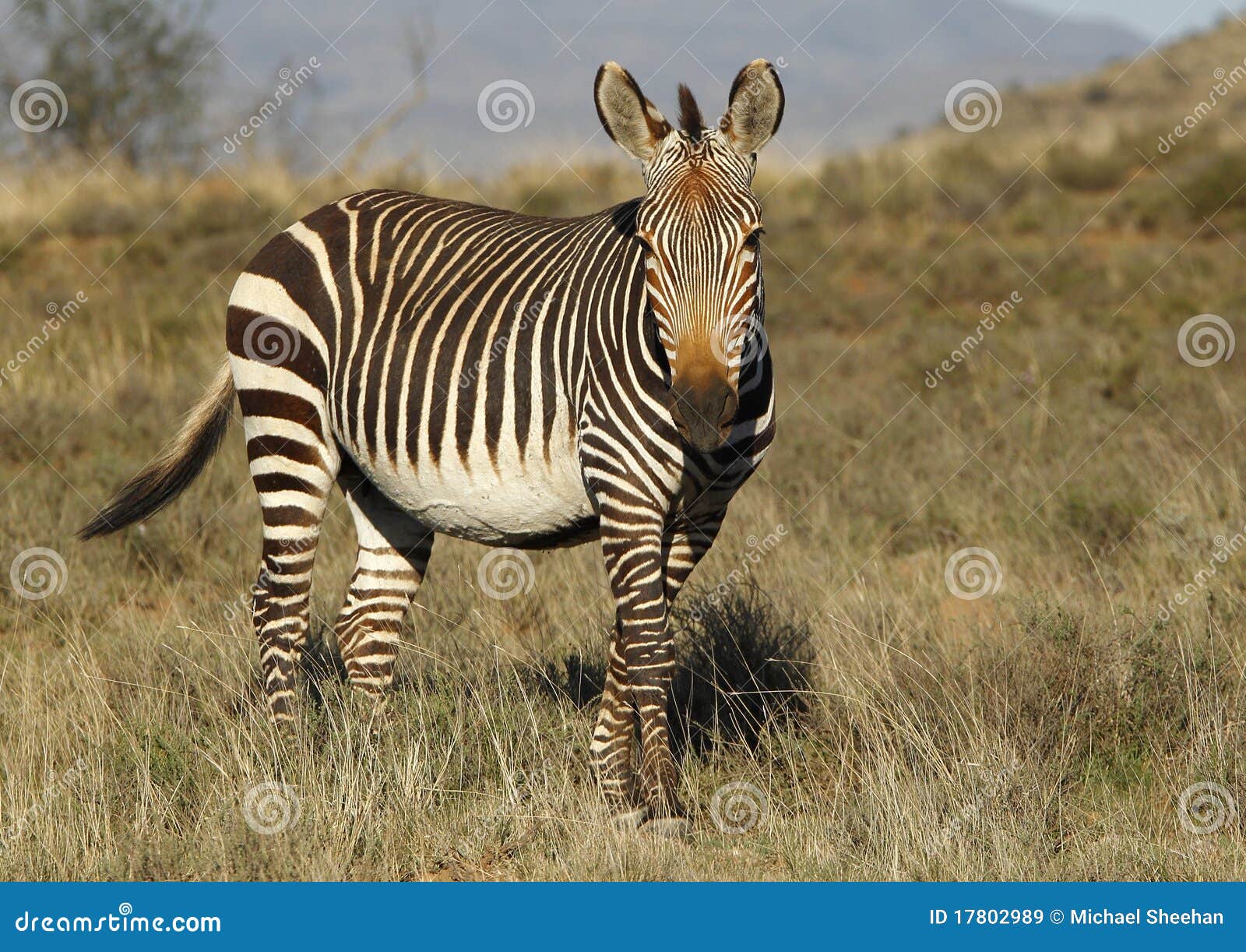 Mountain zebra stock image. Image of quagga, equus, male - 17802989