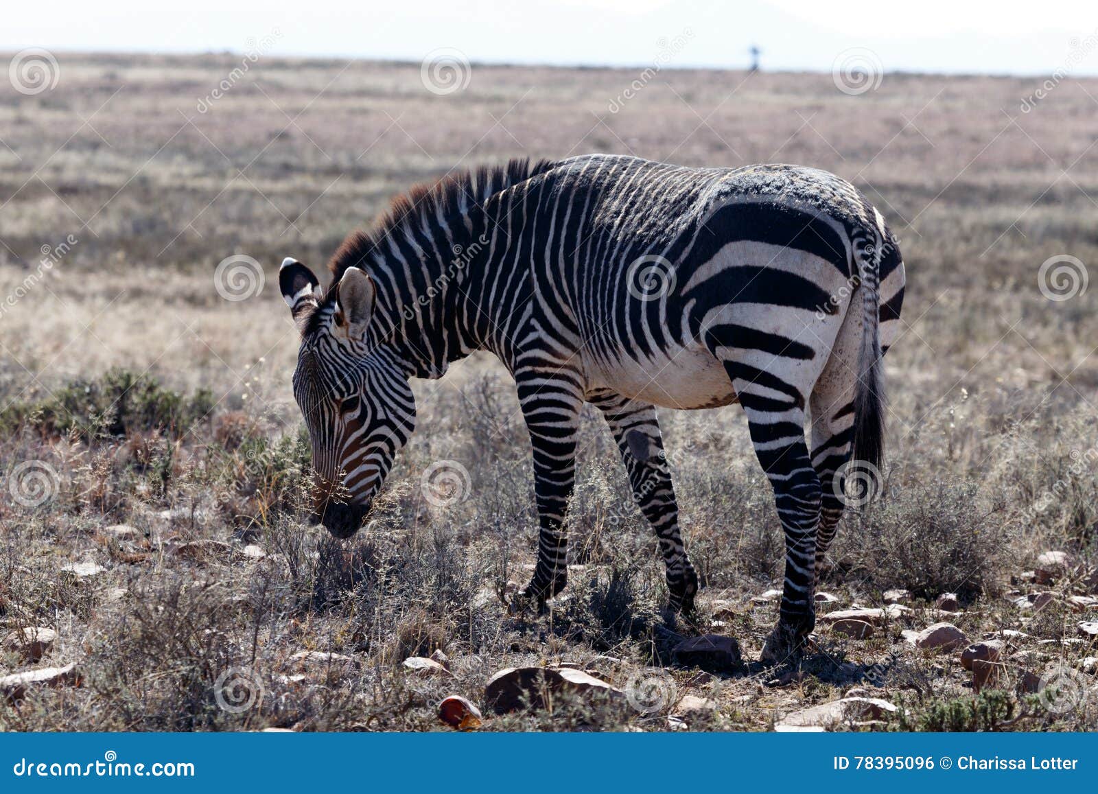 Mountain Zebra - the Bottle or the Grass - Which One Should I Ea Stock ...