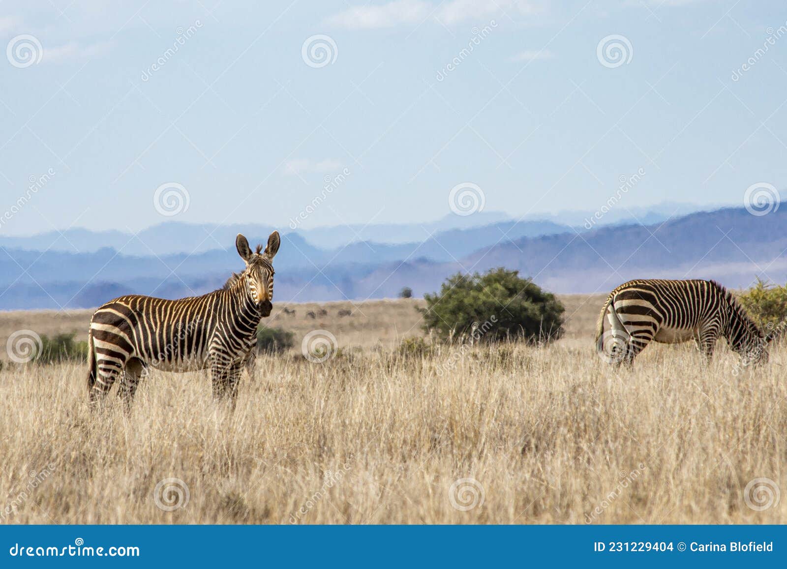 Mountain Zebra Grazing in the Karoo Stock Photo - Image of mammal ...