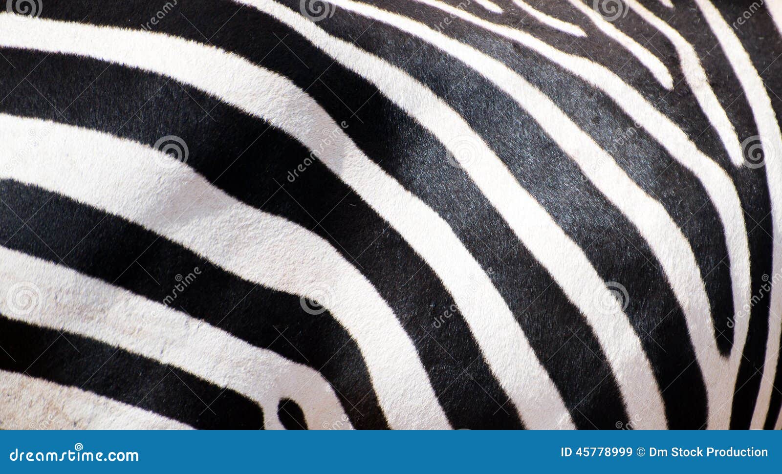 Mountain Zebra S Body Part. Stock Image - Image of decoration, print ...