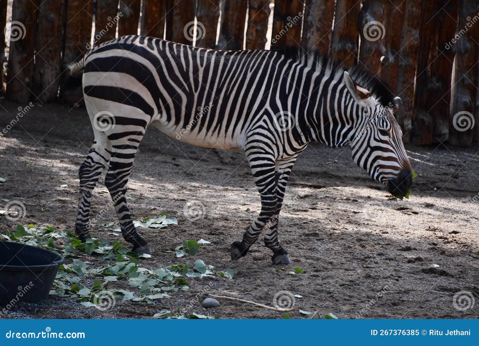 Mountain Zebra in a Zoo stock image. Image of nature - 267376385