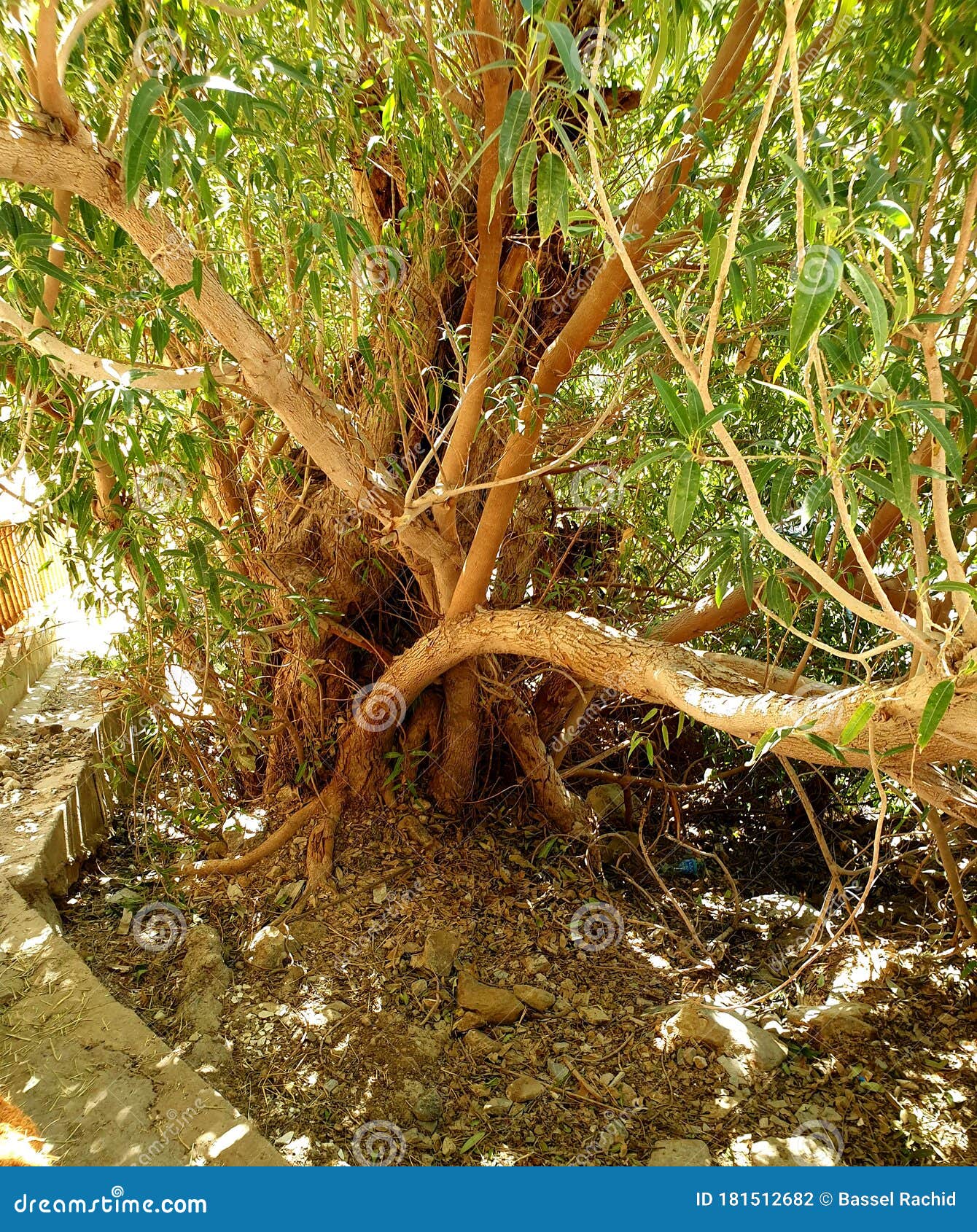 Interlocking Branches Photos - Free & Royalty-Free Stock Photos from ...