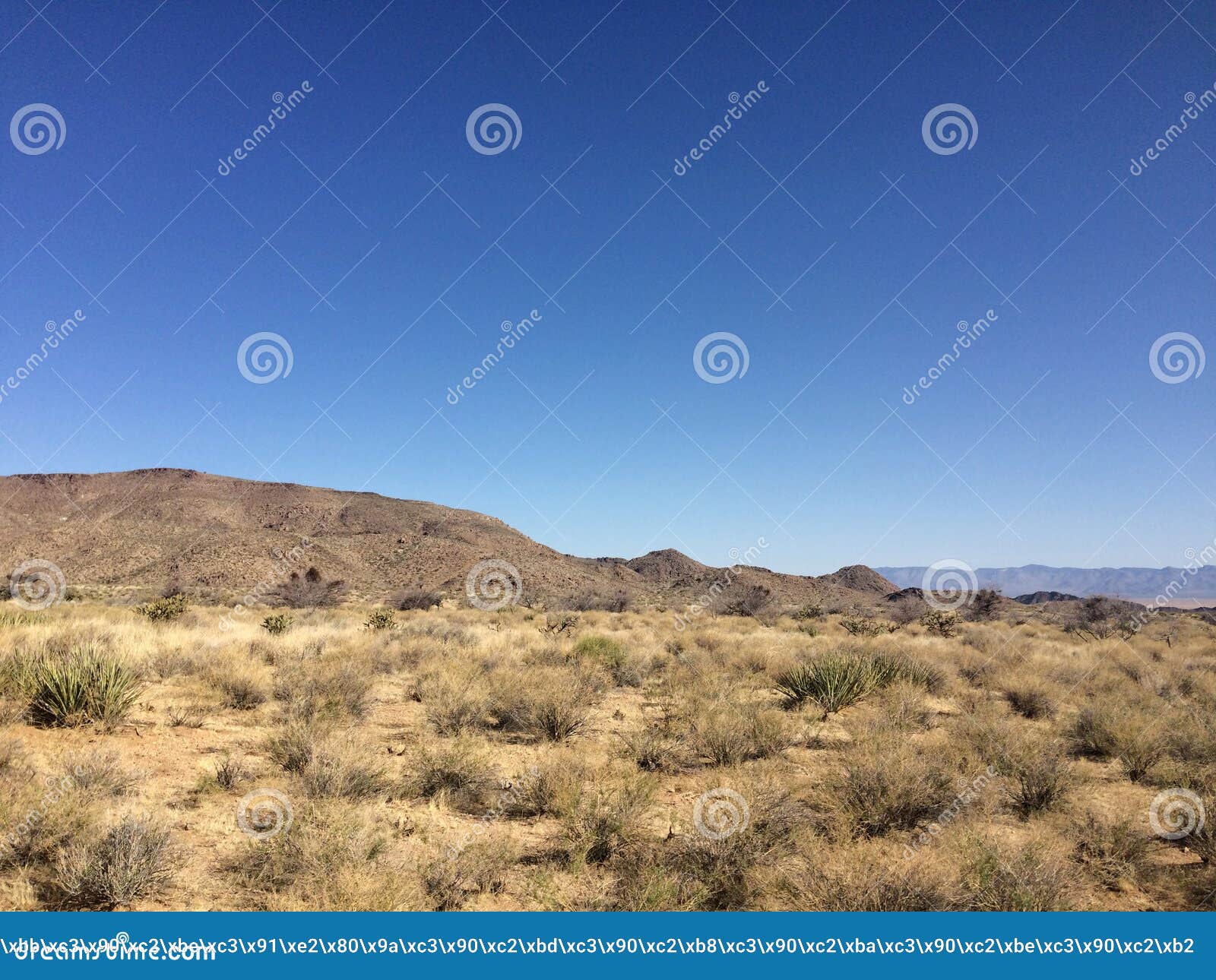Mountains and Cacti in the Arizona Desert Under the Blue Sky Stock ...