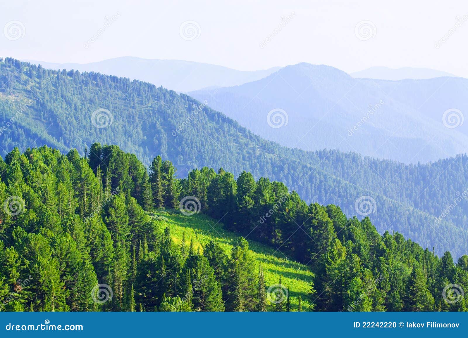 Mountains with Cedar Forest Stock Photo - Image of mountains, vista ...