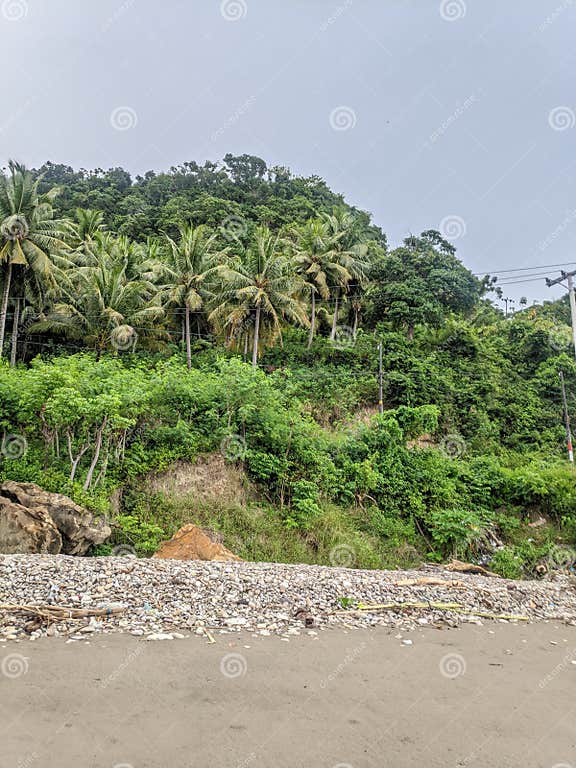 Mountains of Coconut Trees on the Shore Stock Photo - Image of power ...
