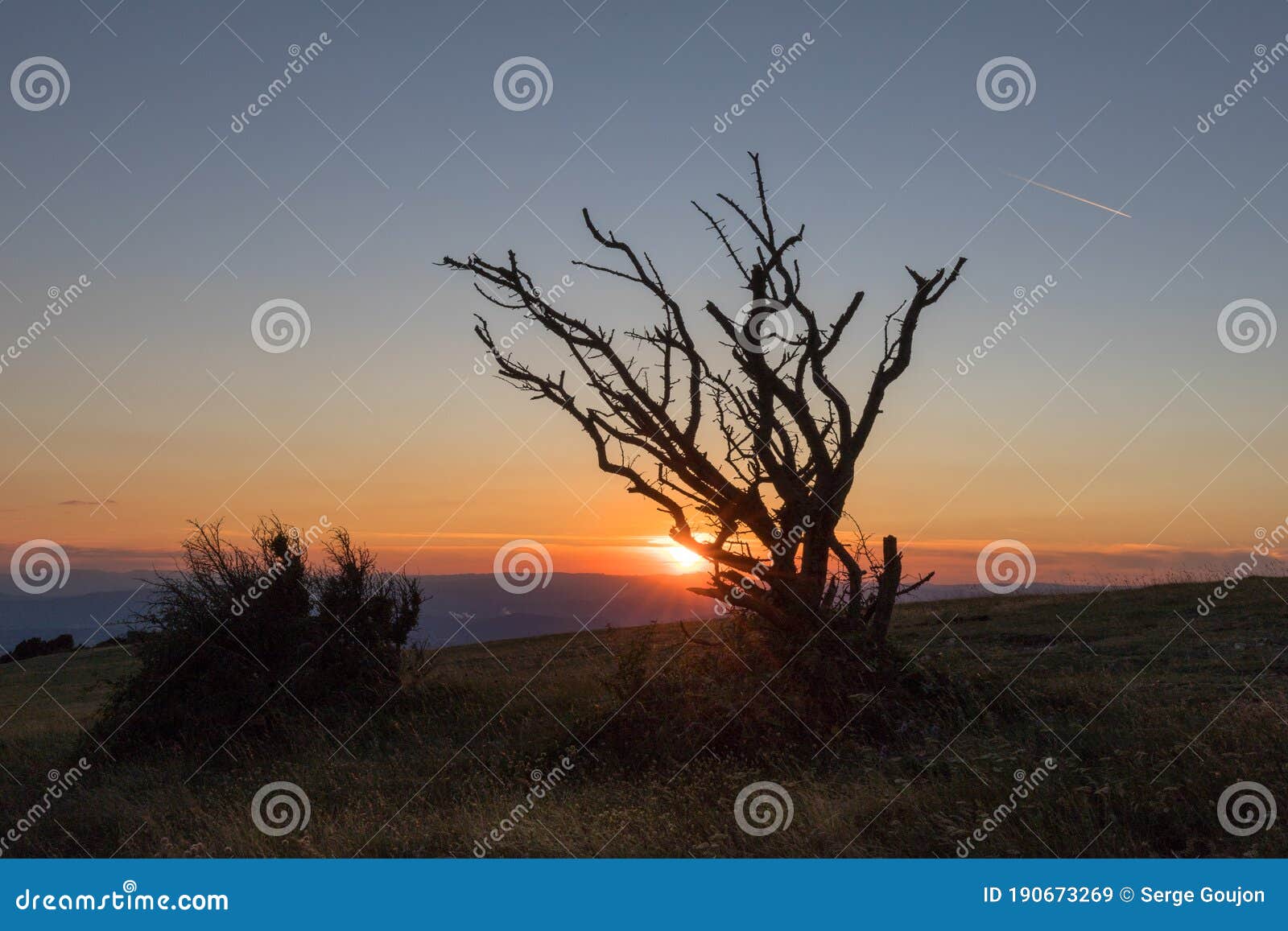 Dead Tree at Sunset, Provence Stock Image - Image of nature, common ...