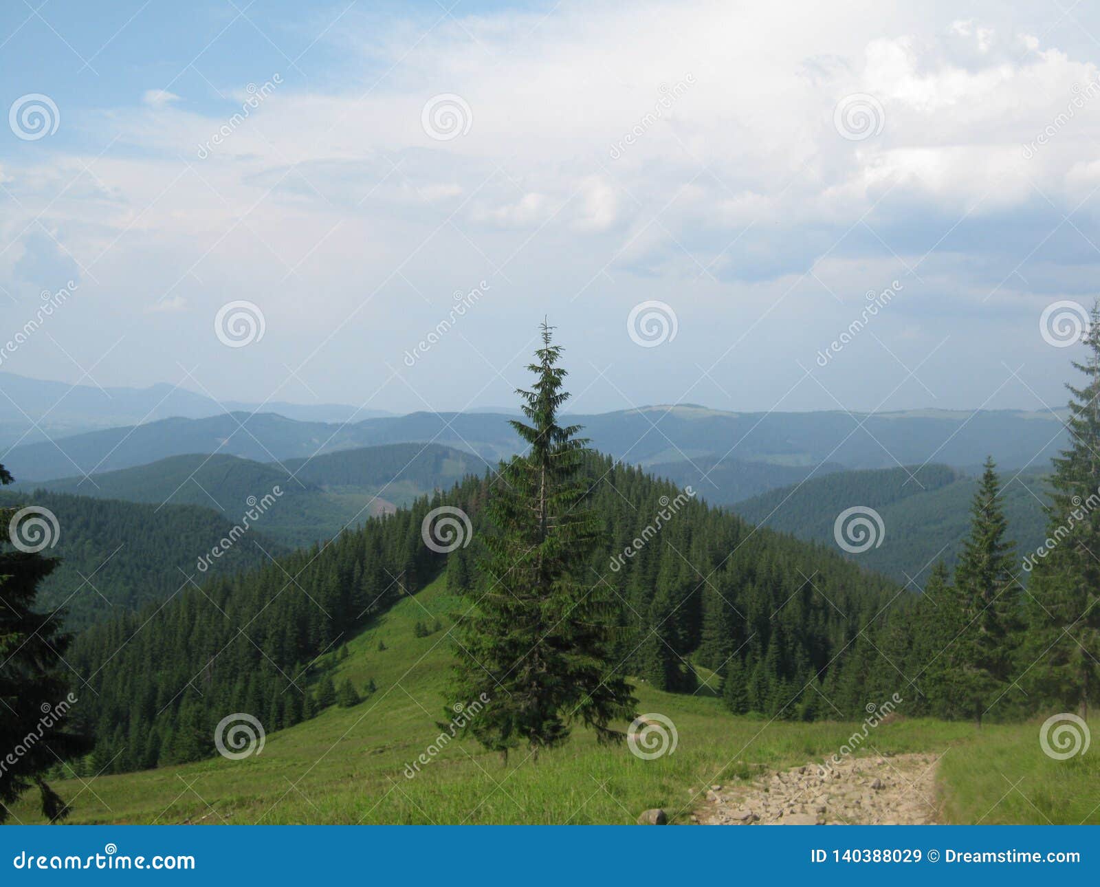 Alpine forest stock image. Image of please, beauty, green - 140388029