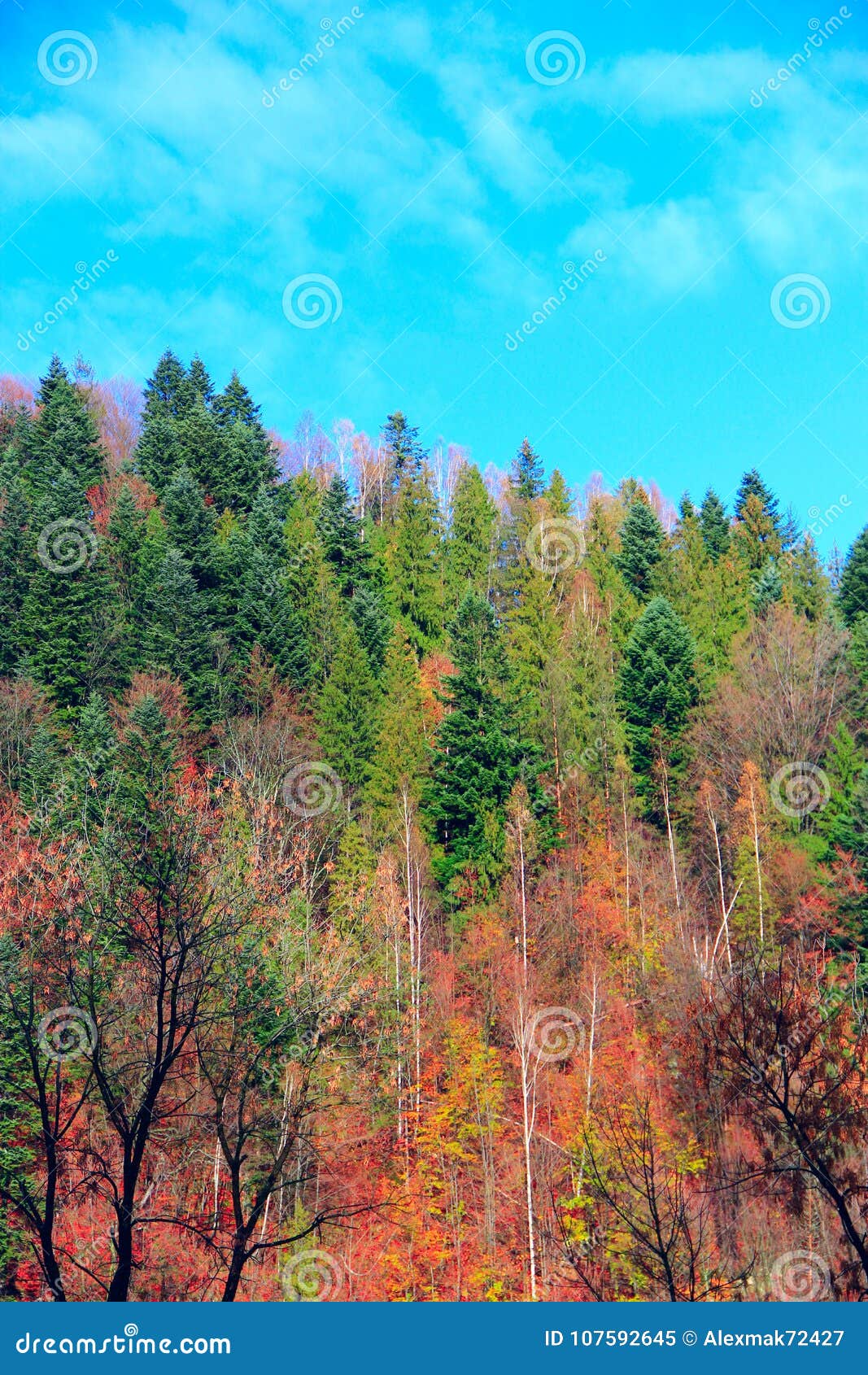 Multicolored Forest Grows on the Hill in Autumn Stock Image - Image of ...