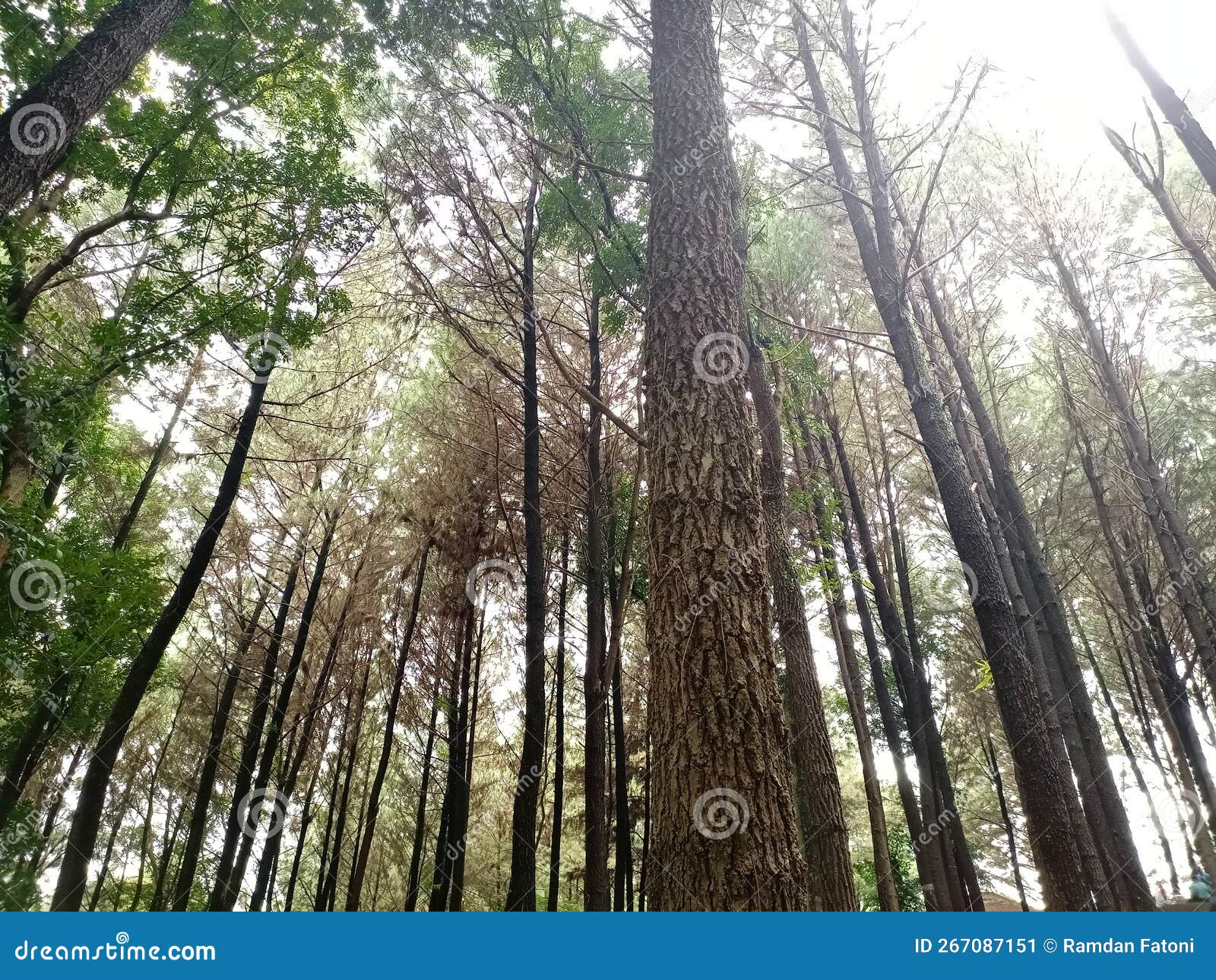 Tall Lined Pine Trees with Perfect Photo Shoots Stock Image - Image of ...