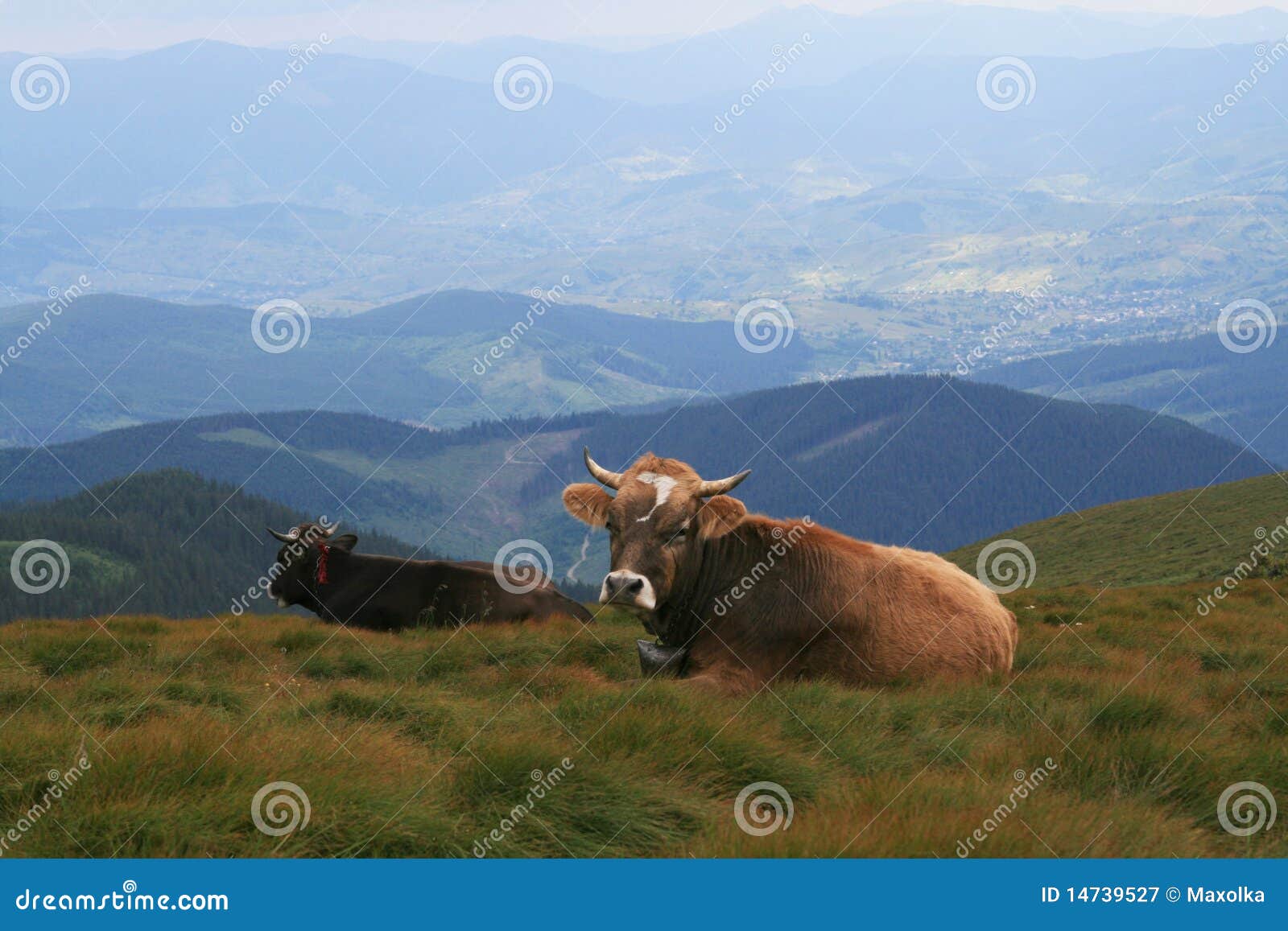 Mountains cows stock image. Image of hills, cows, mountain - 14739527
