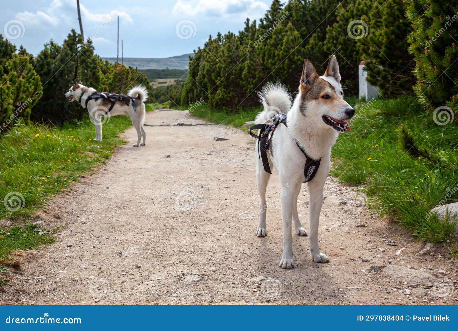 Mountains, Dogs on a Mountain Path, Dogs on a Trip Stock Photo - Image ...