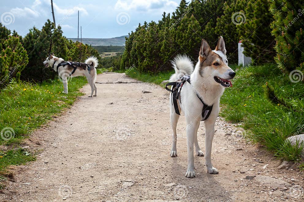 Mountains, Dogs on a Mountain Path, Dogs on a Trip Stock Photo - Image ...