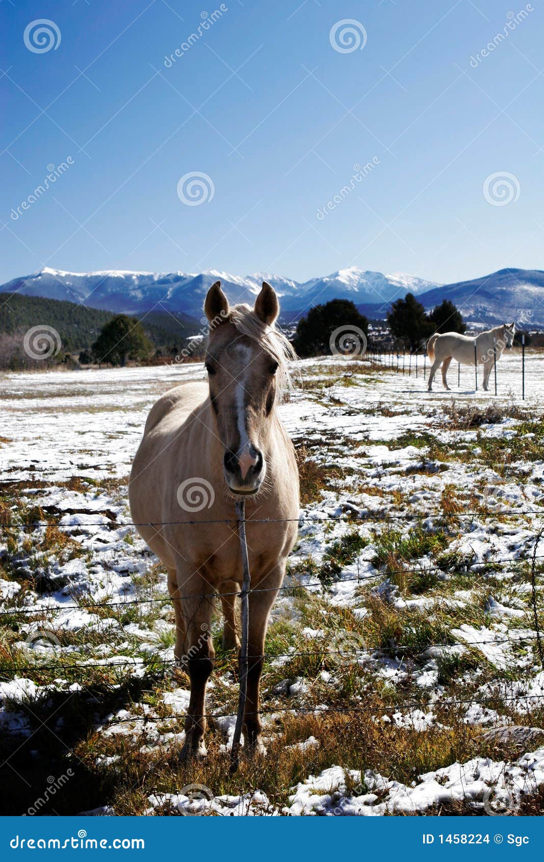 Mountains and horses stock photo. Image of spring, nose - 1458224