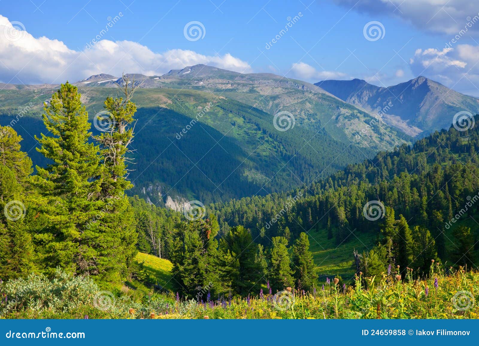 Mountains Landscape with Cedar Forest Stock Photo - Image of vista ...