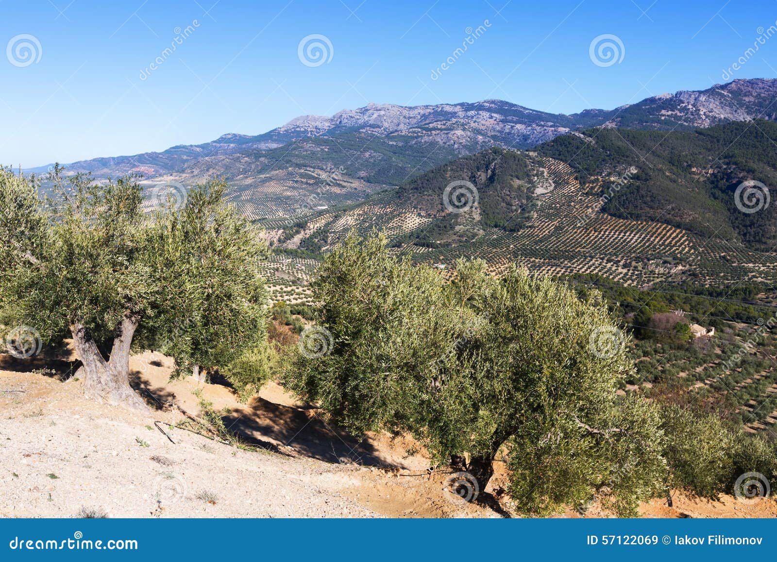 Mountains Landscape with Olives Fields Stock Image - Image of scenic ...