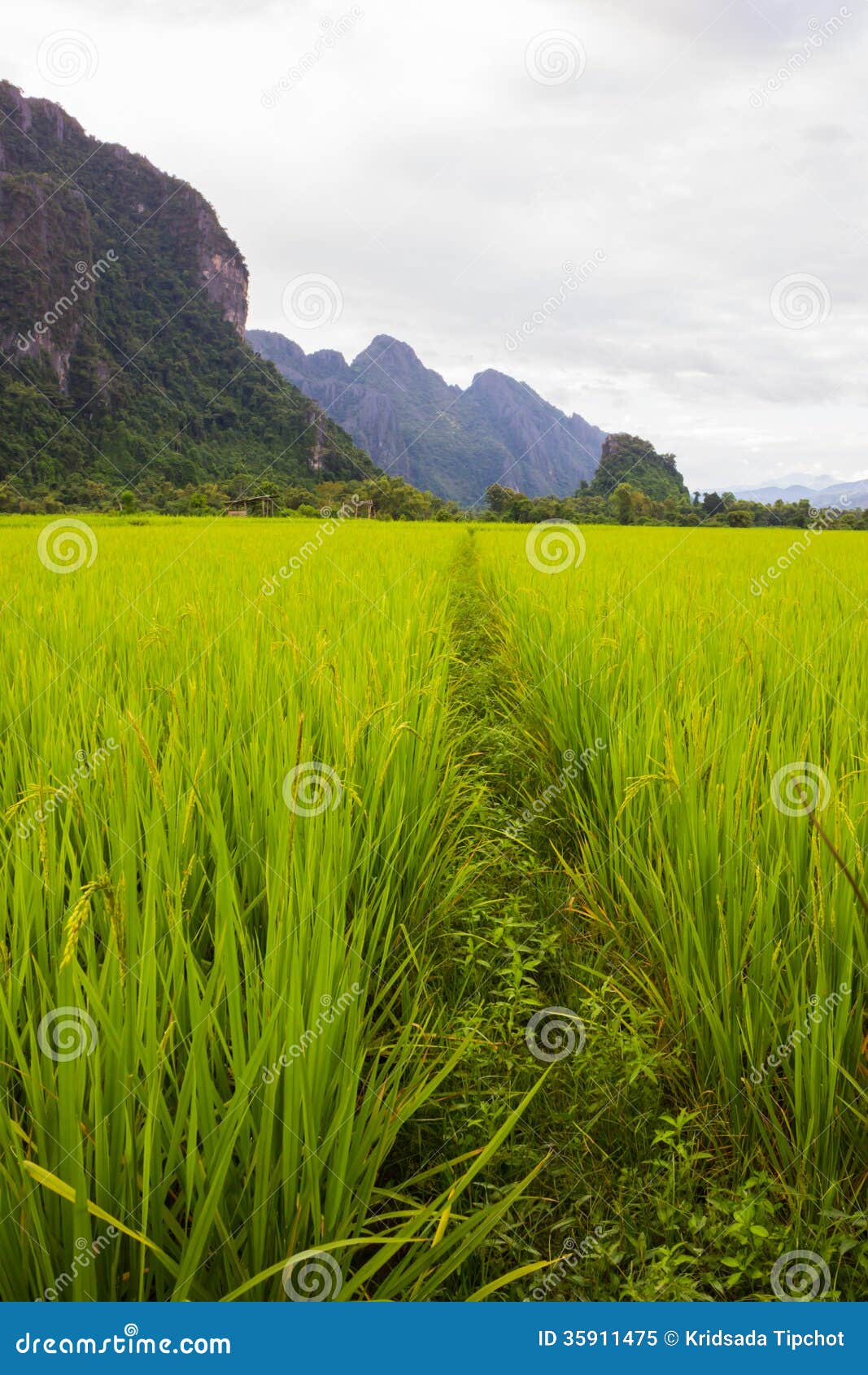 Mountains Landscape Rice Nature Stock Image - Image of landscape ...