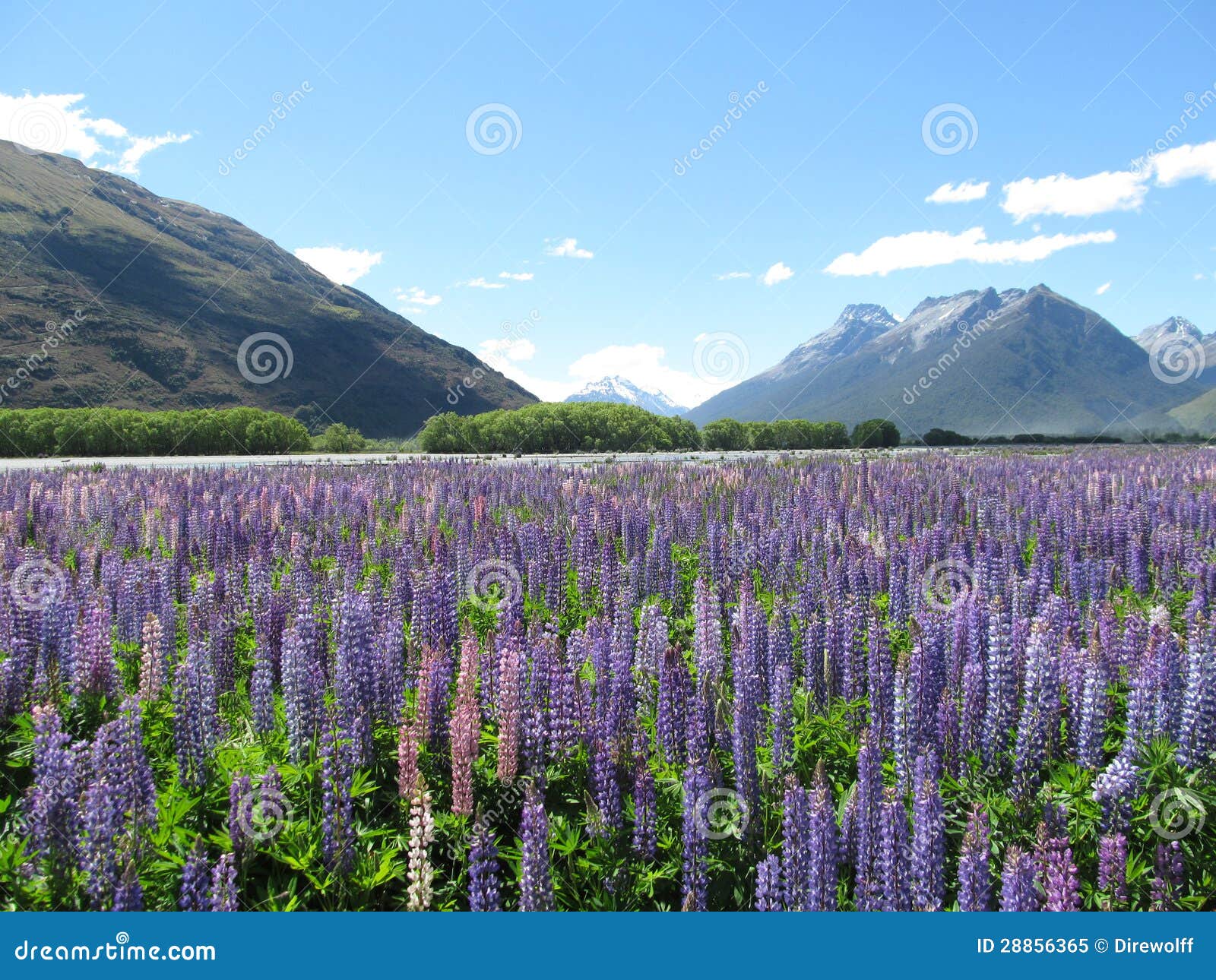 Mountains and Lupins at Rees Valley Station Stock Image - Image of snow ...