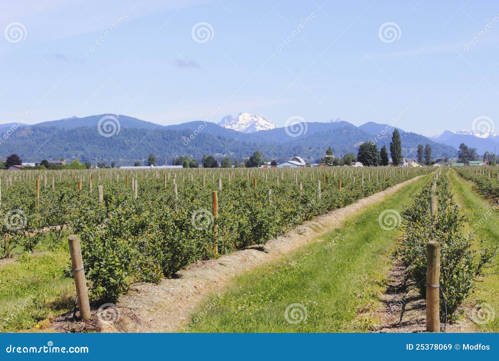 Mountains Overlooking Blueberry Fields Stock Image - Image of rows ...