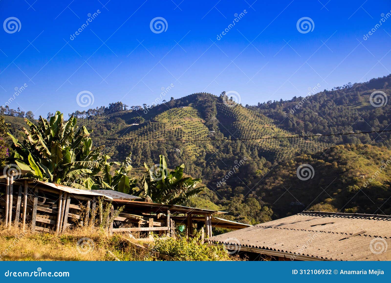 Mountains and Plantations in Pacora in the Caldas Region of Colombia ...