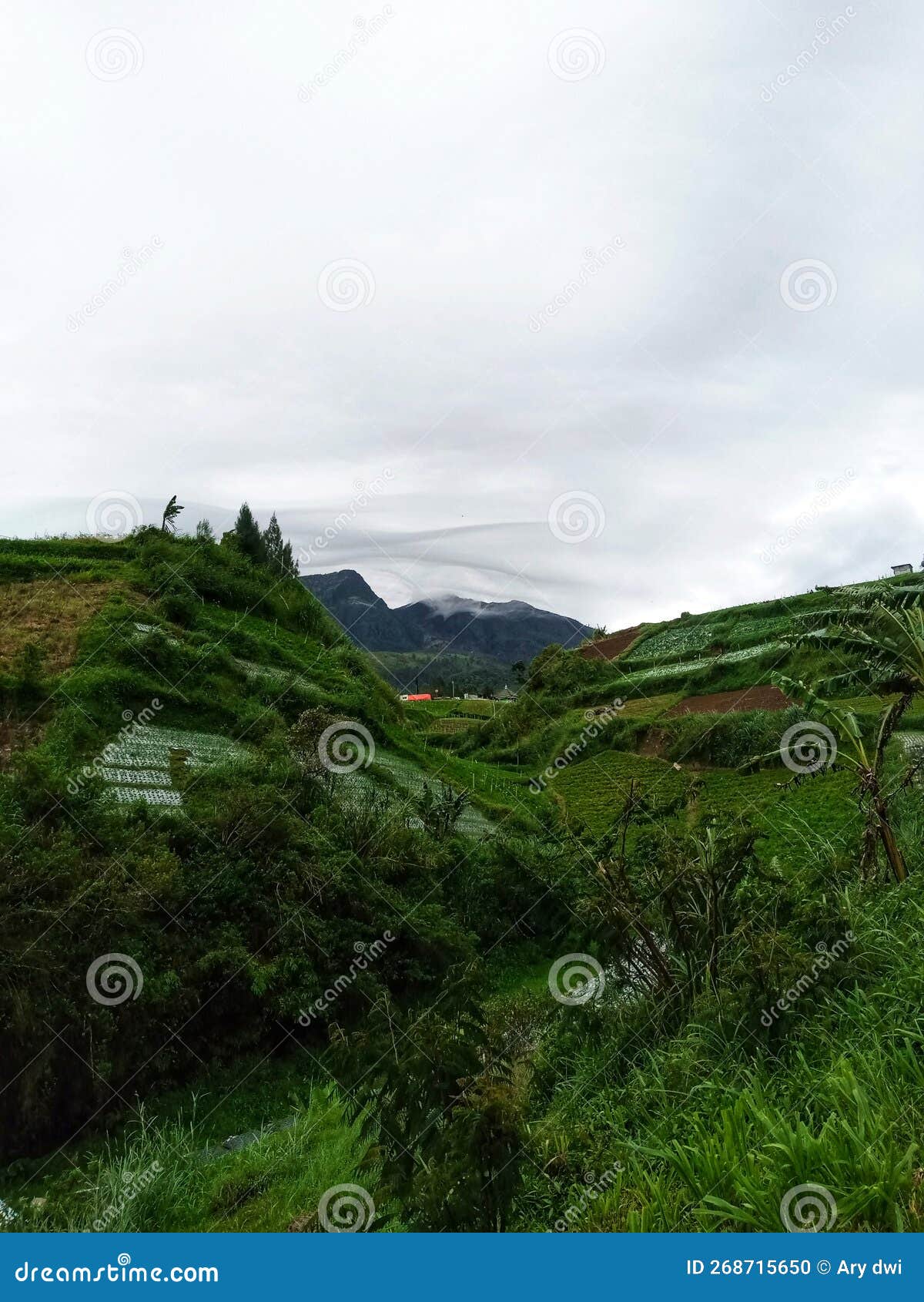 Mountains and Rice Fields during the Day Stock Photo - Image of ...