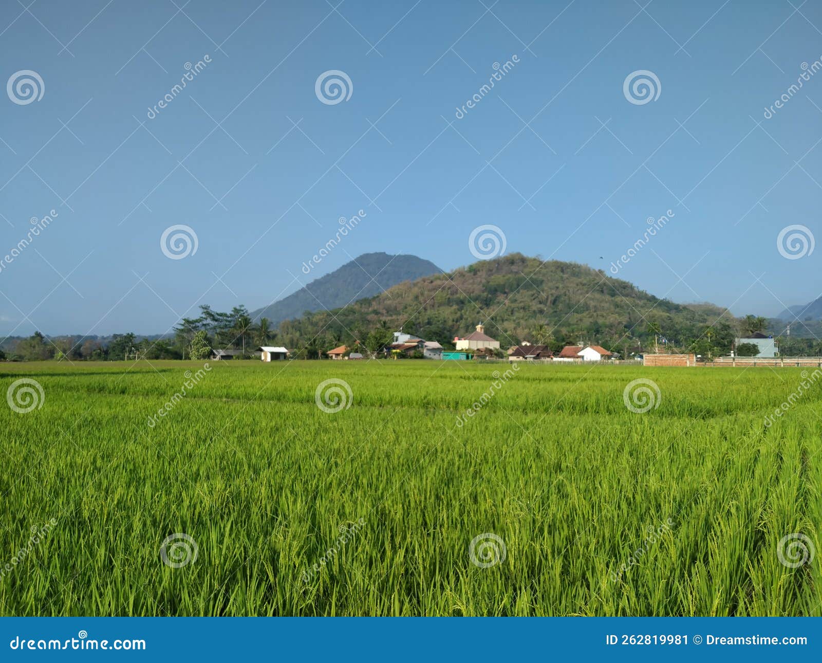 Mountains and Rice Fields in Hometown Stock Image - Image of view ...