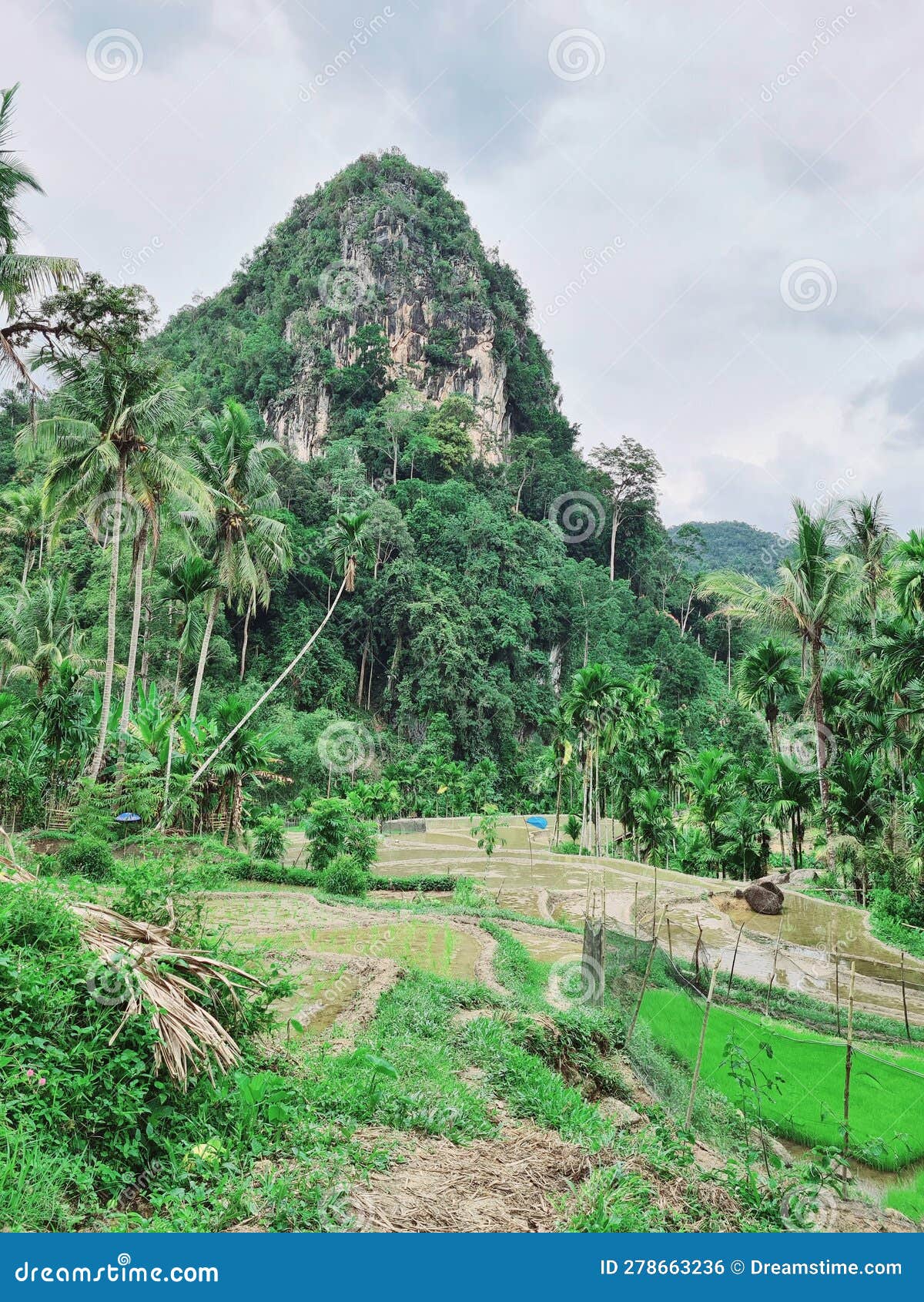 Mountains and Rice Fields are Very Beautiful Stock Photo - Image of ...