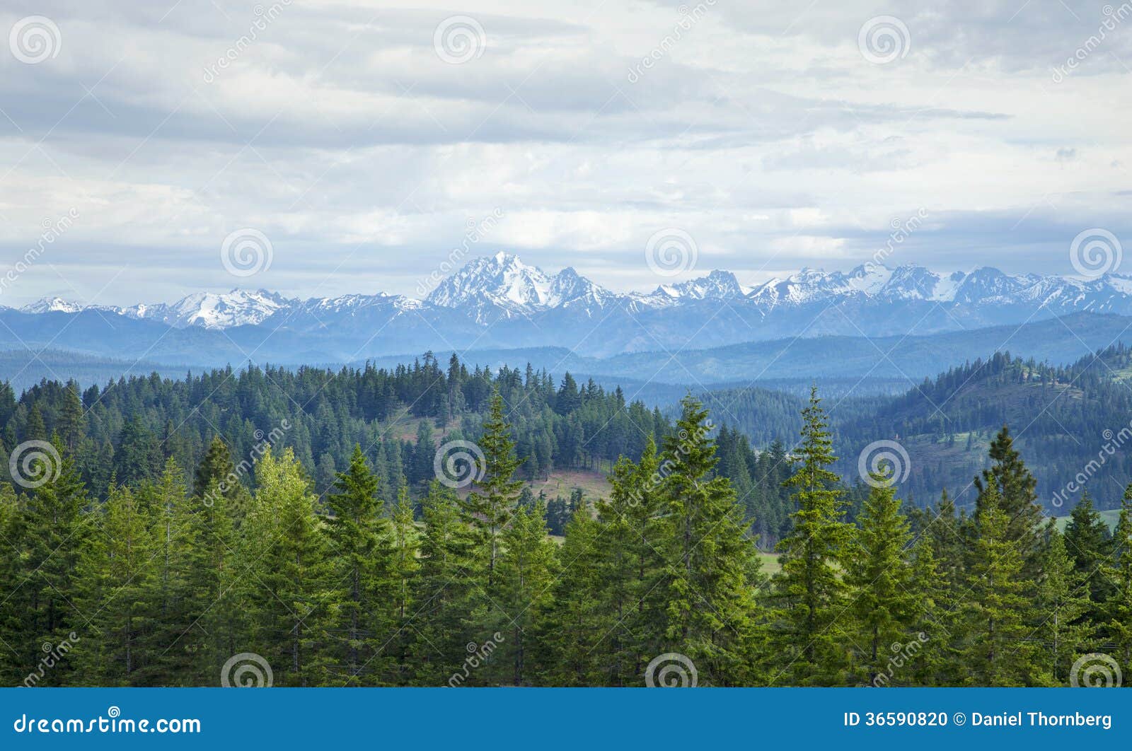 Mountains with Snow and Pines in Washington State Stock Photo - Image ...